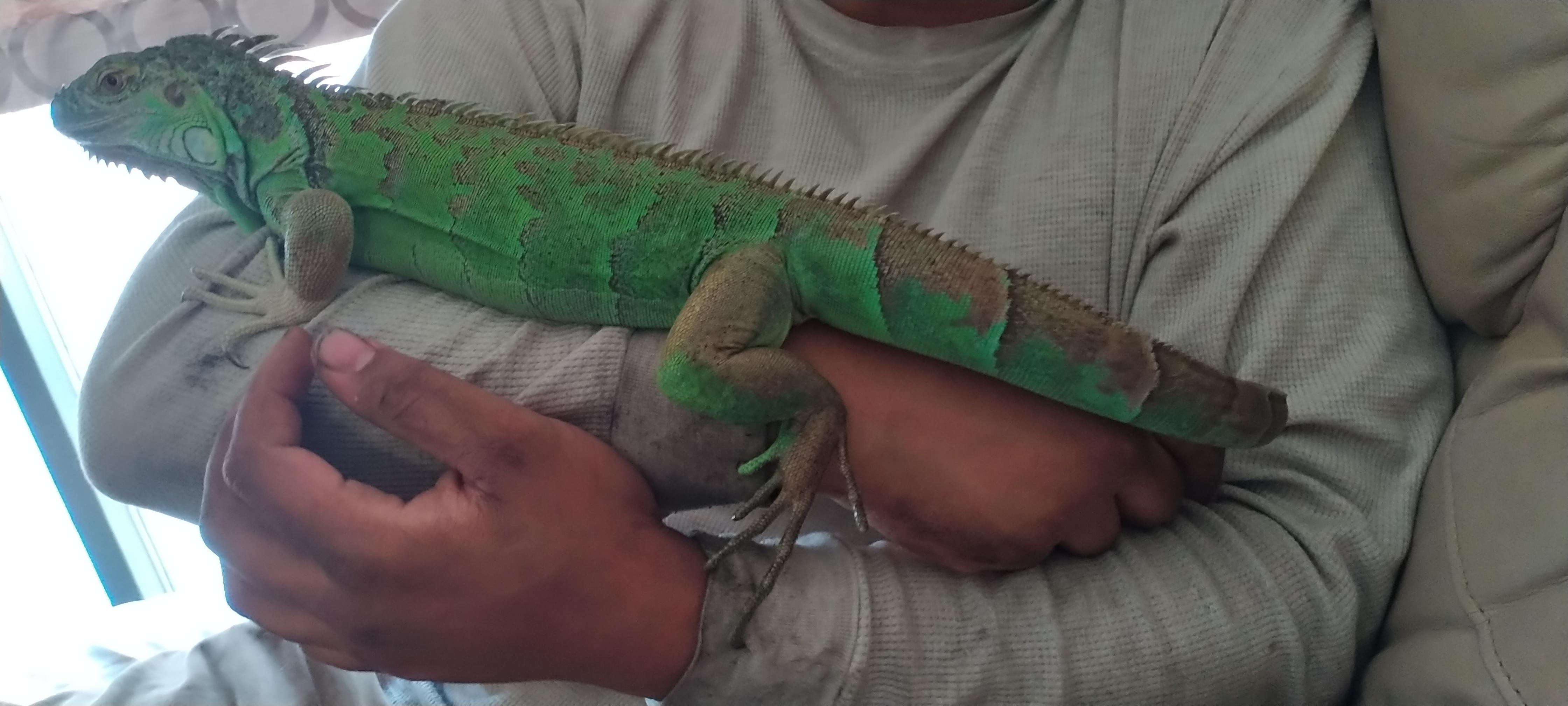 Does my iguana look sick? | Scrolller