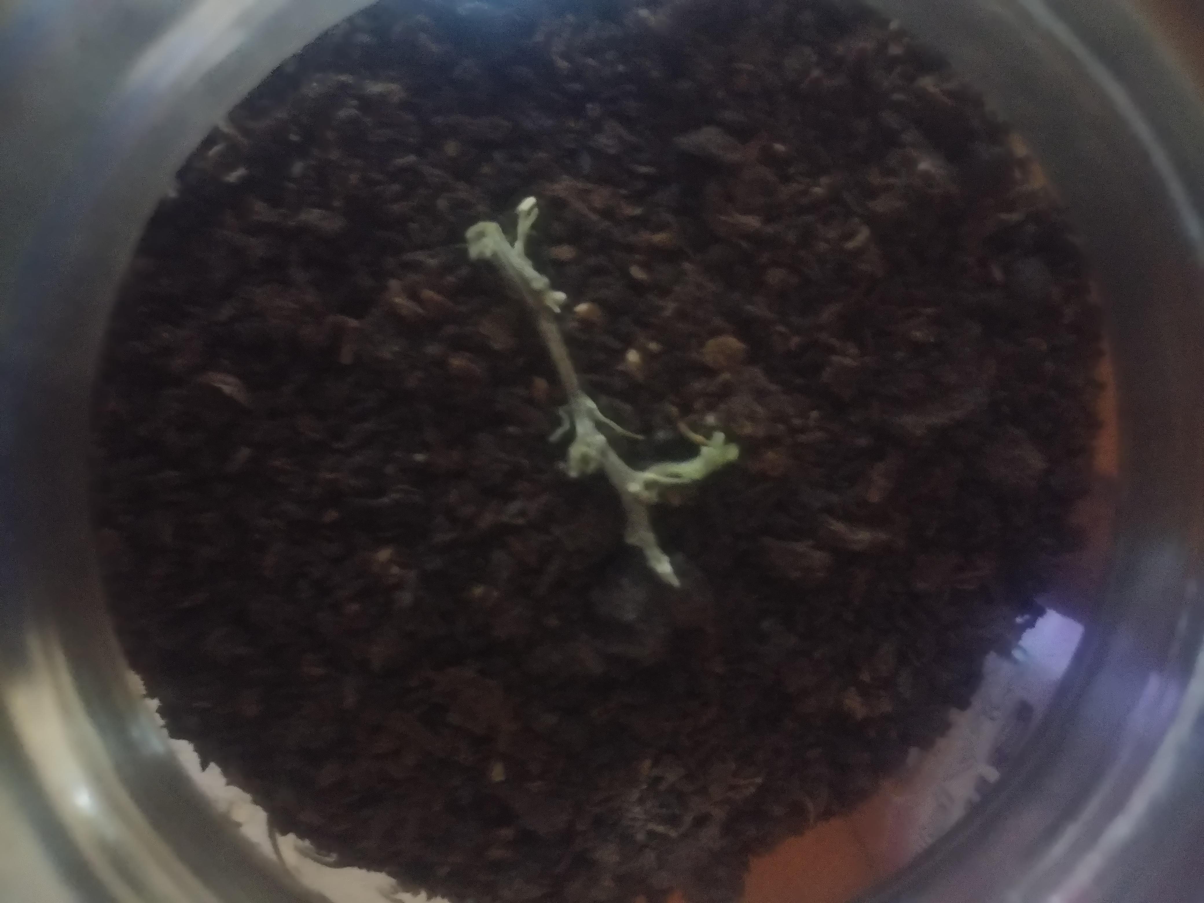 Does your collection contain stems? | Scrolller