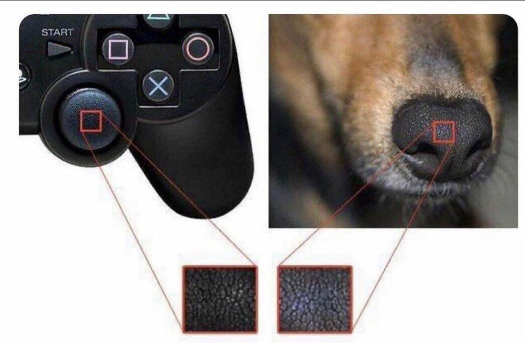 Dog anatomy inspired the new next gen console controller | Scrolller