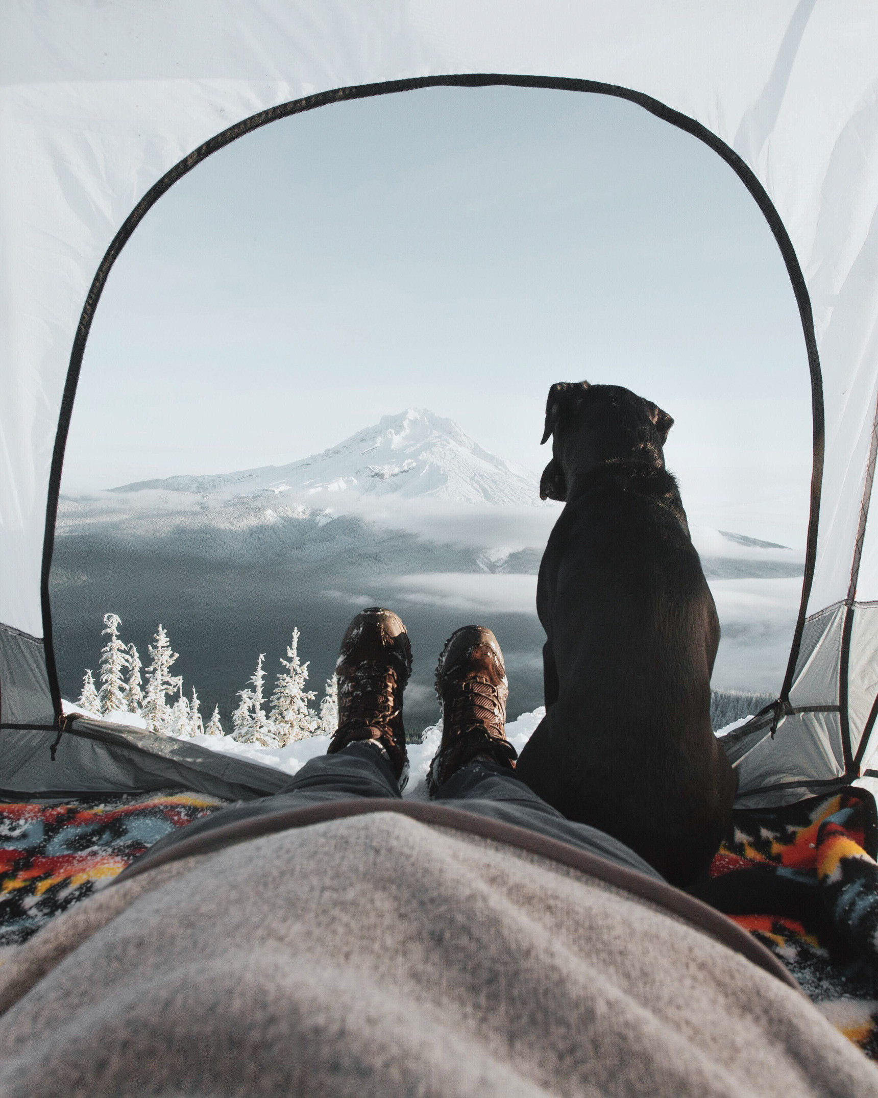 Dog and Mountains from Tent | Scrolller