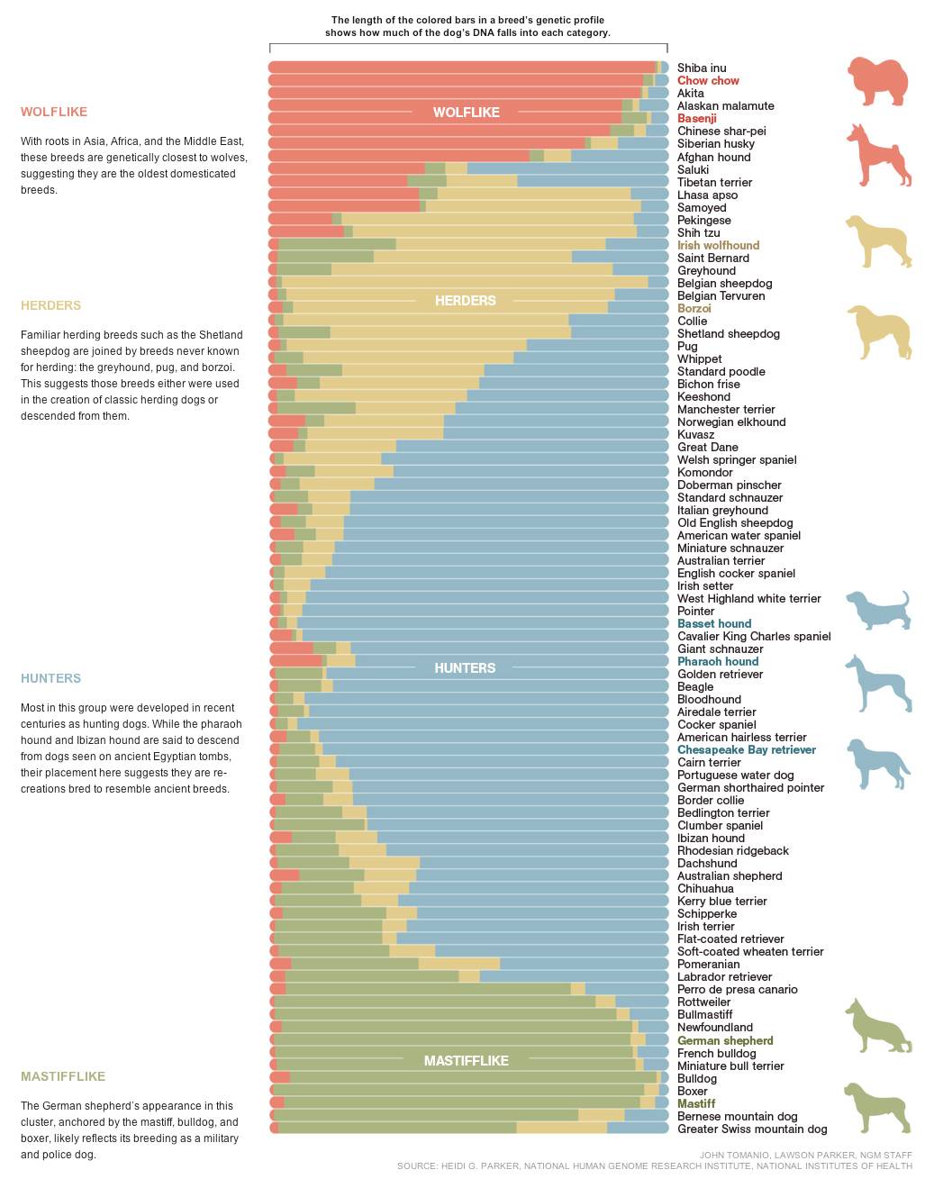 Dog Breed Split By Genetic Characteristics | Scrolller