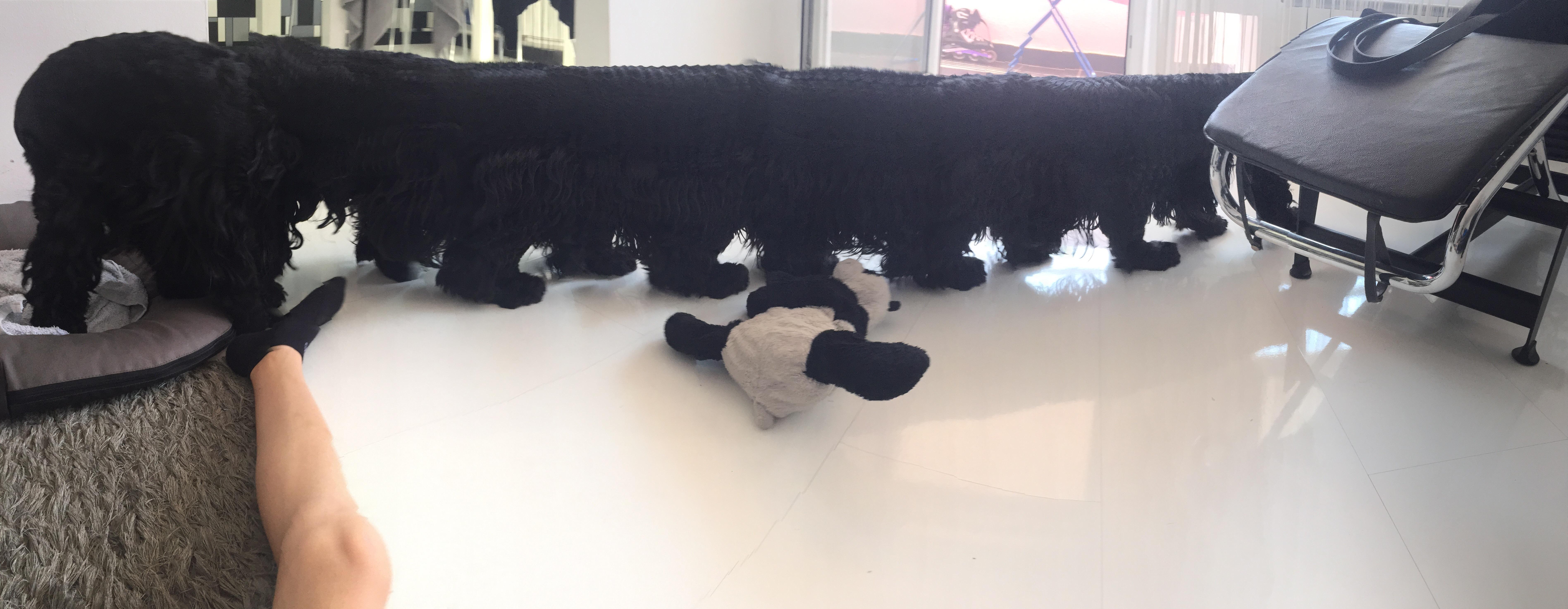 dog centipede | Scrolller