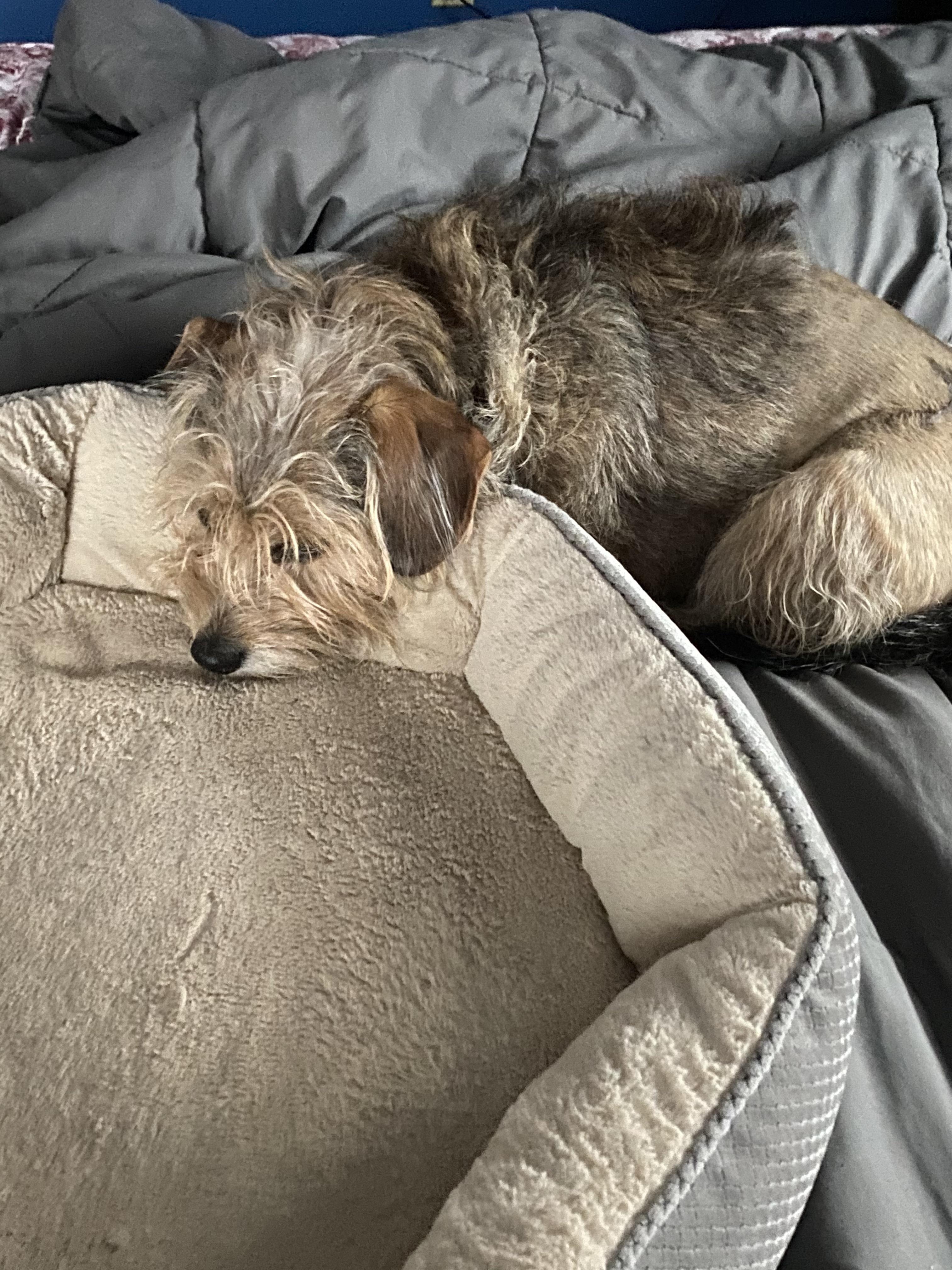 Dog derp 🙃 | Scrolller