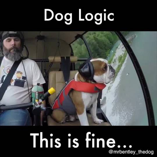 Dog logic | Scrolller