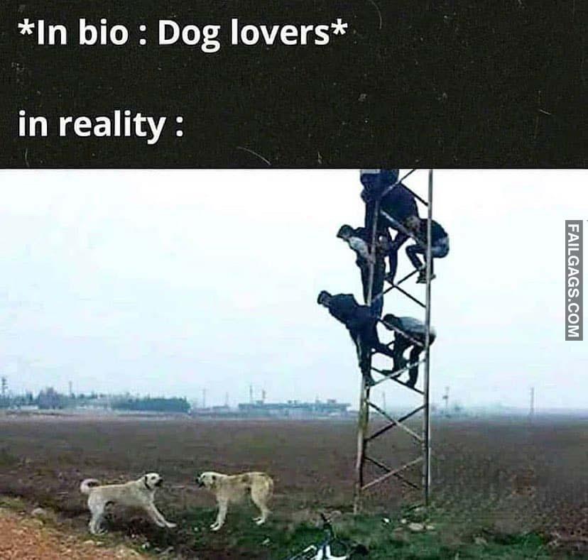 dog lovers funny indian memes | Scrolller
