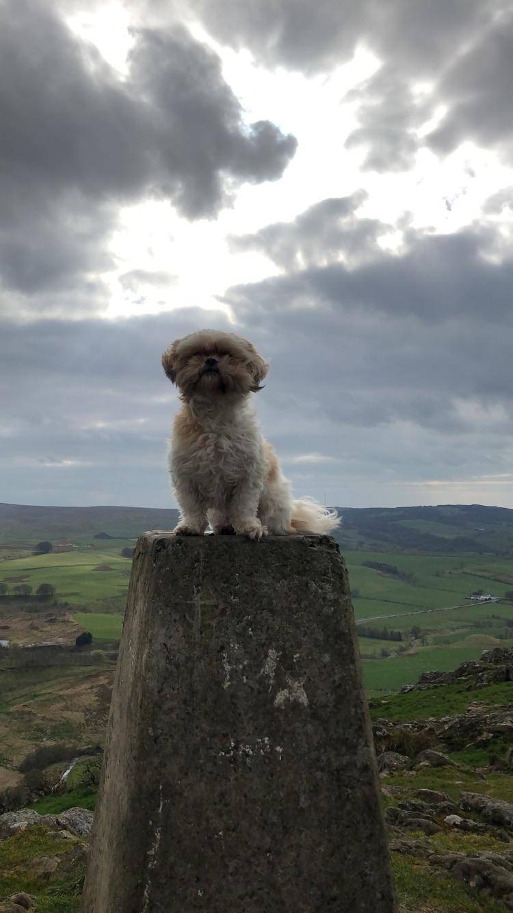 Dog on smol mountain | Scrolller