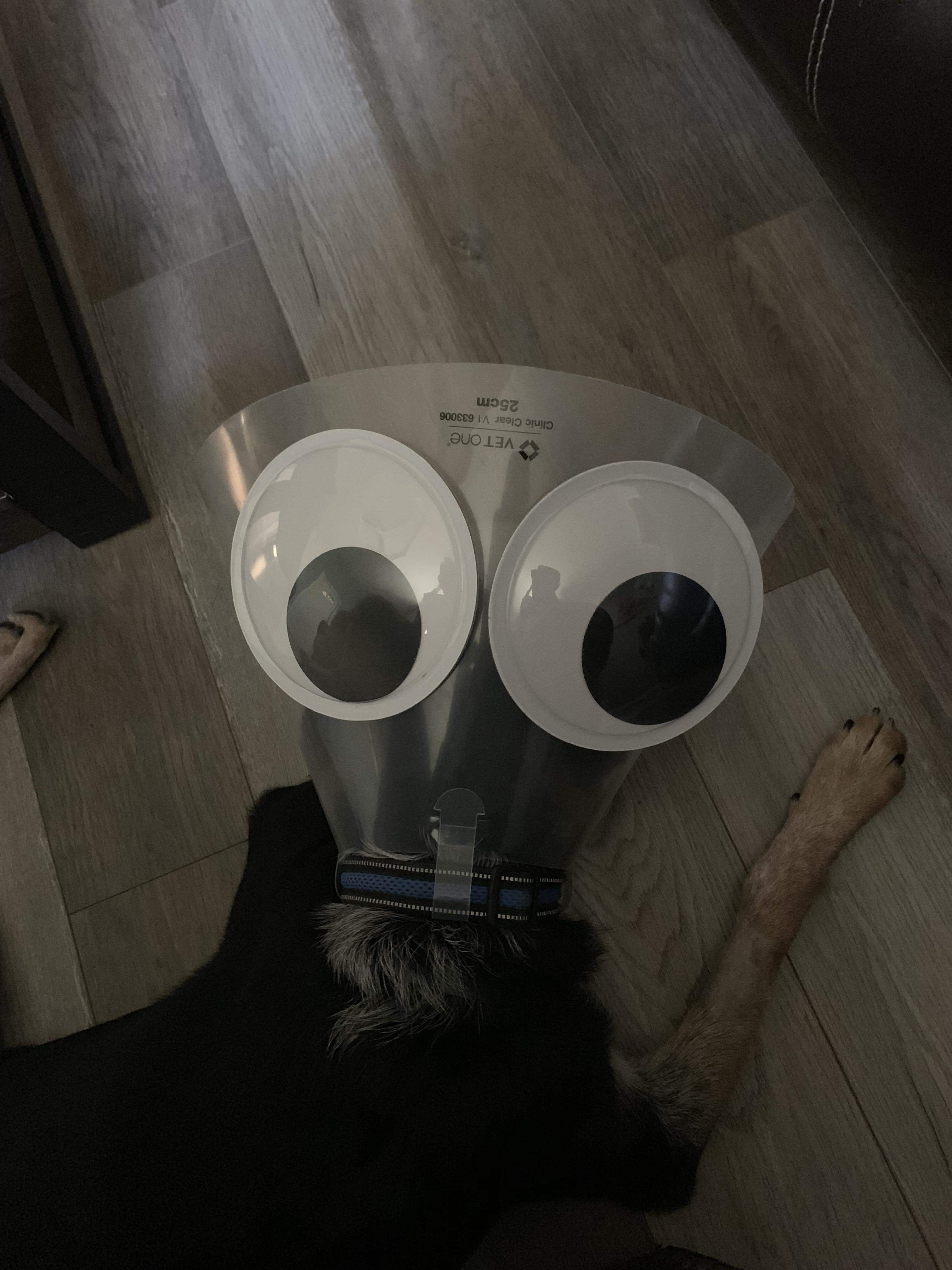 Doggo got the Cone of Shame today | Scrolller