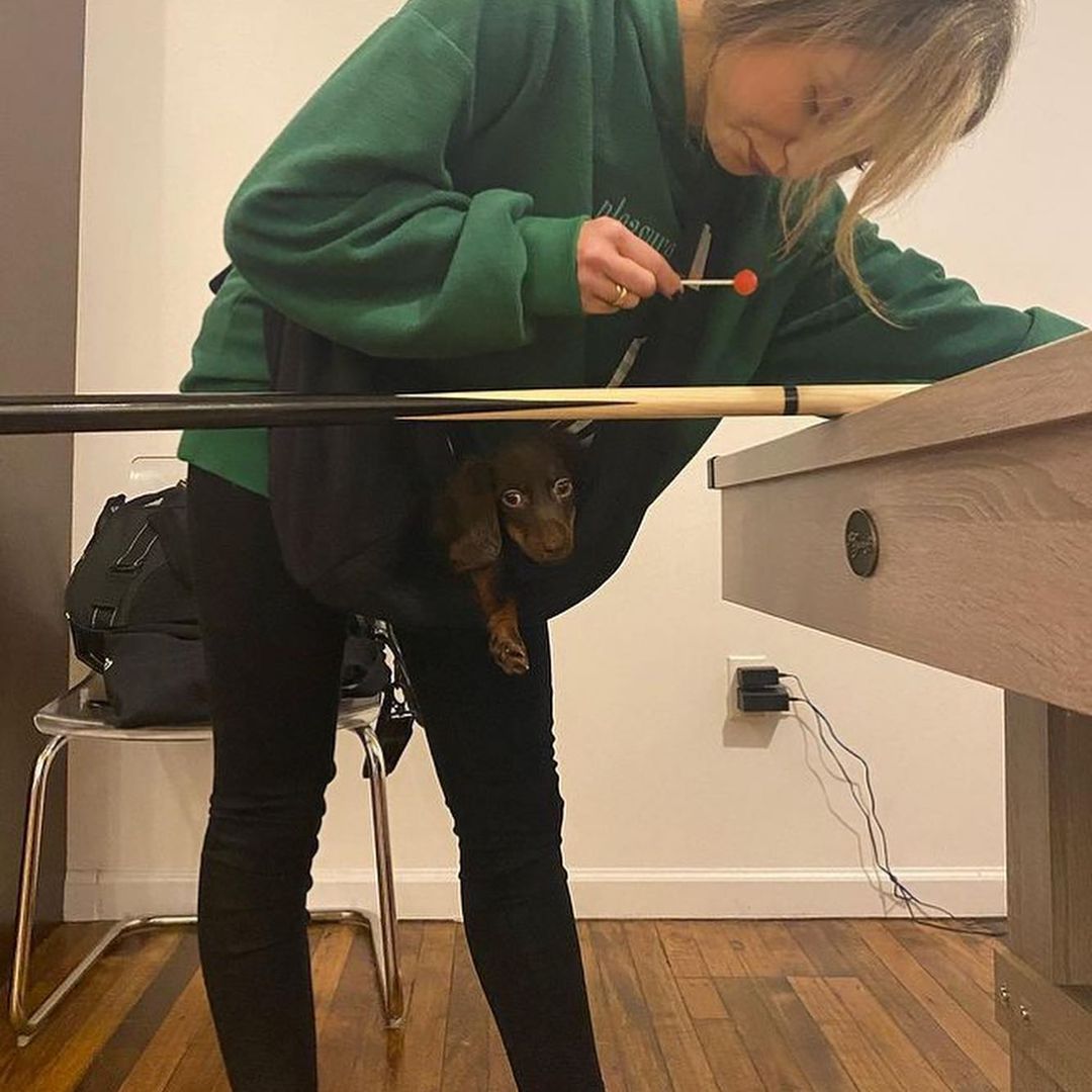 Doggo pool table | Scrolller