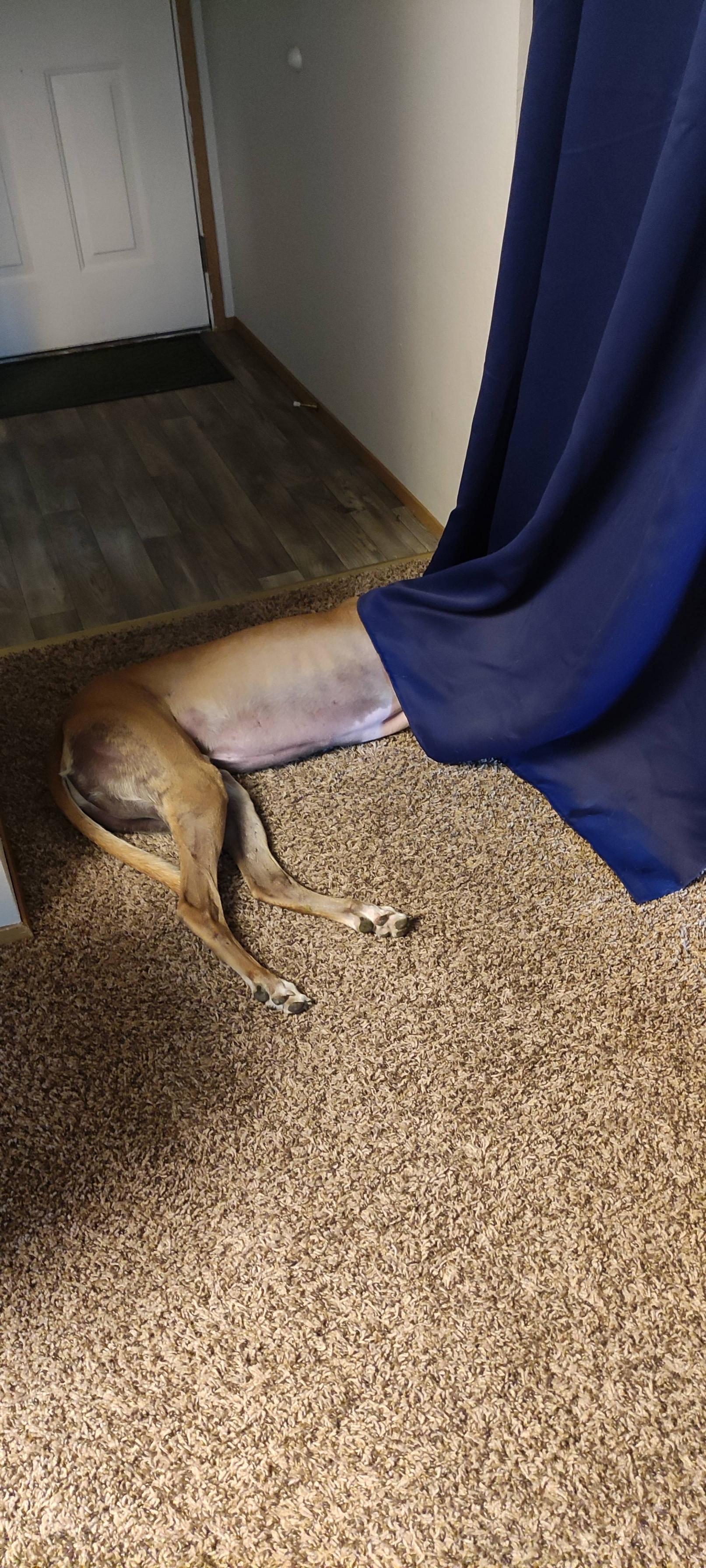 Doggo sleeping after a walk | Scrolller