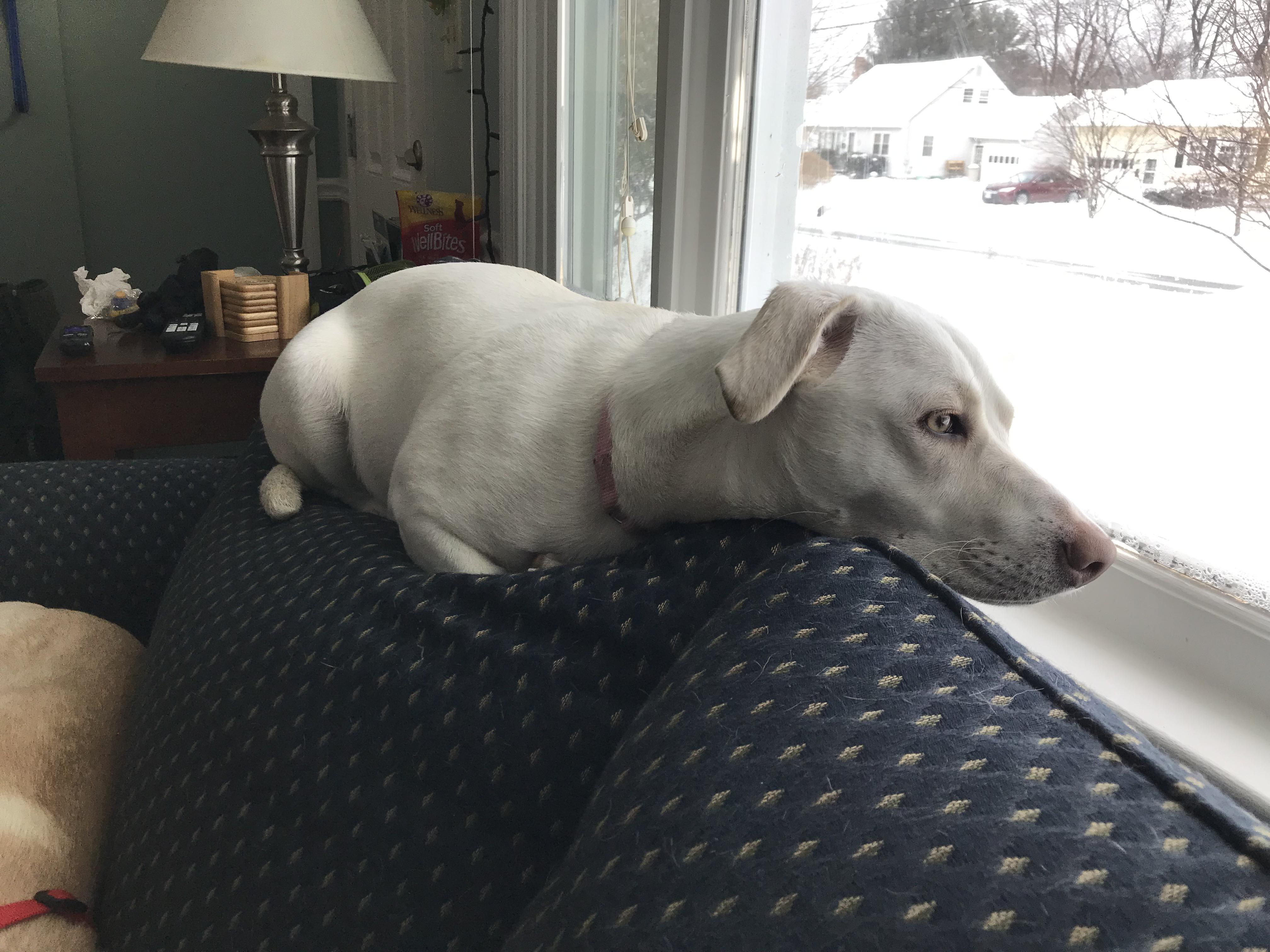 Doggo wishing she was a cat loaf. | Scrolller