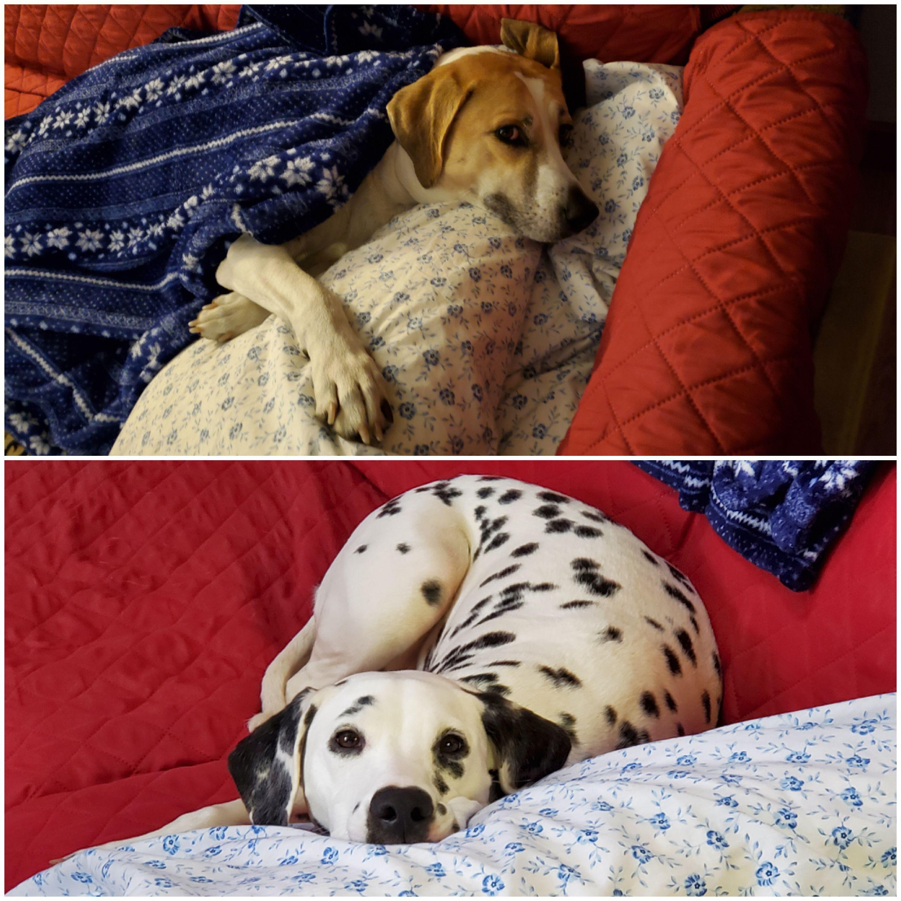 Dogs get the couch..I get the floor. | Scrolller