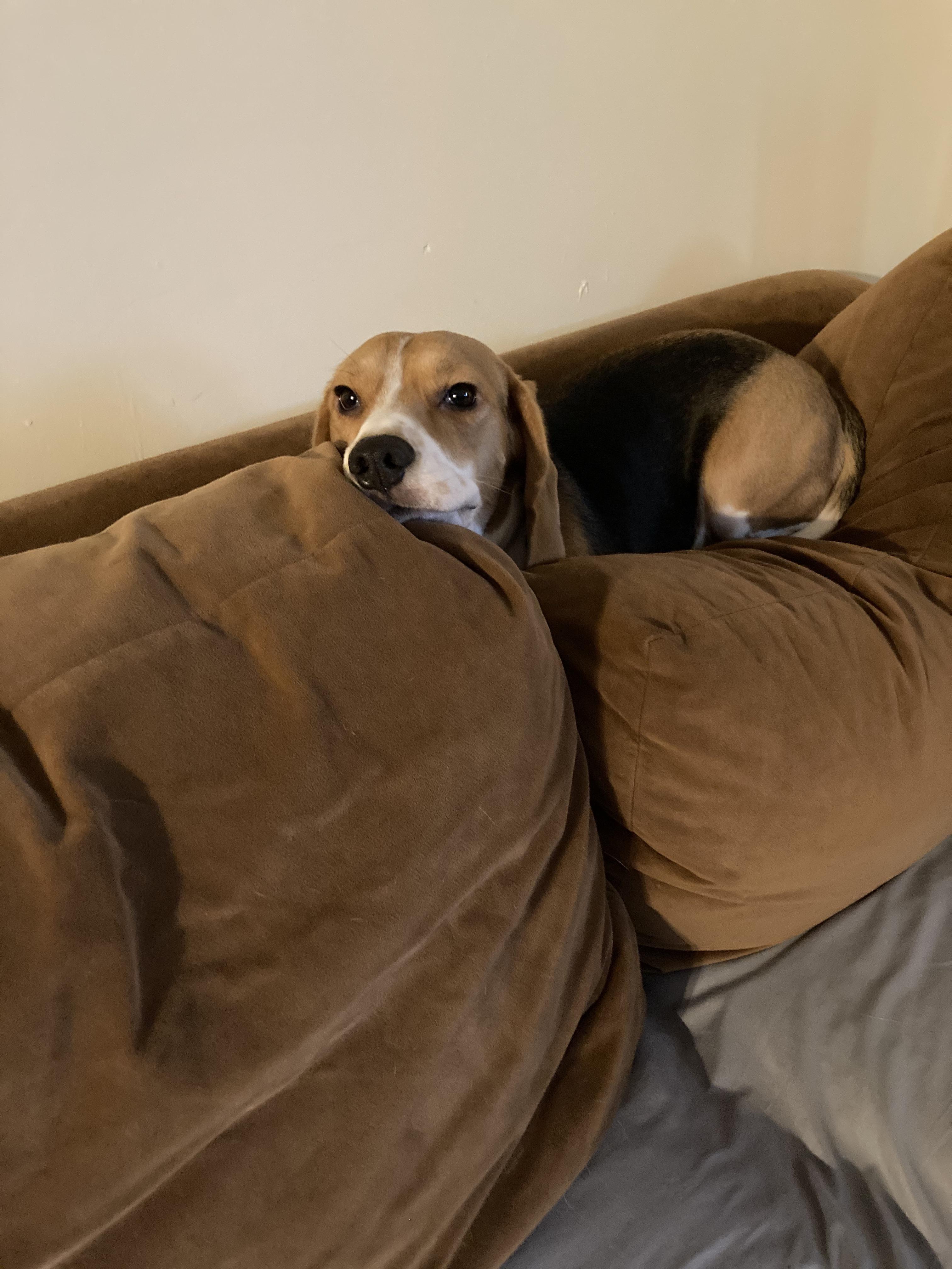 Doing Beagle Things.... | Scrolller