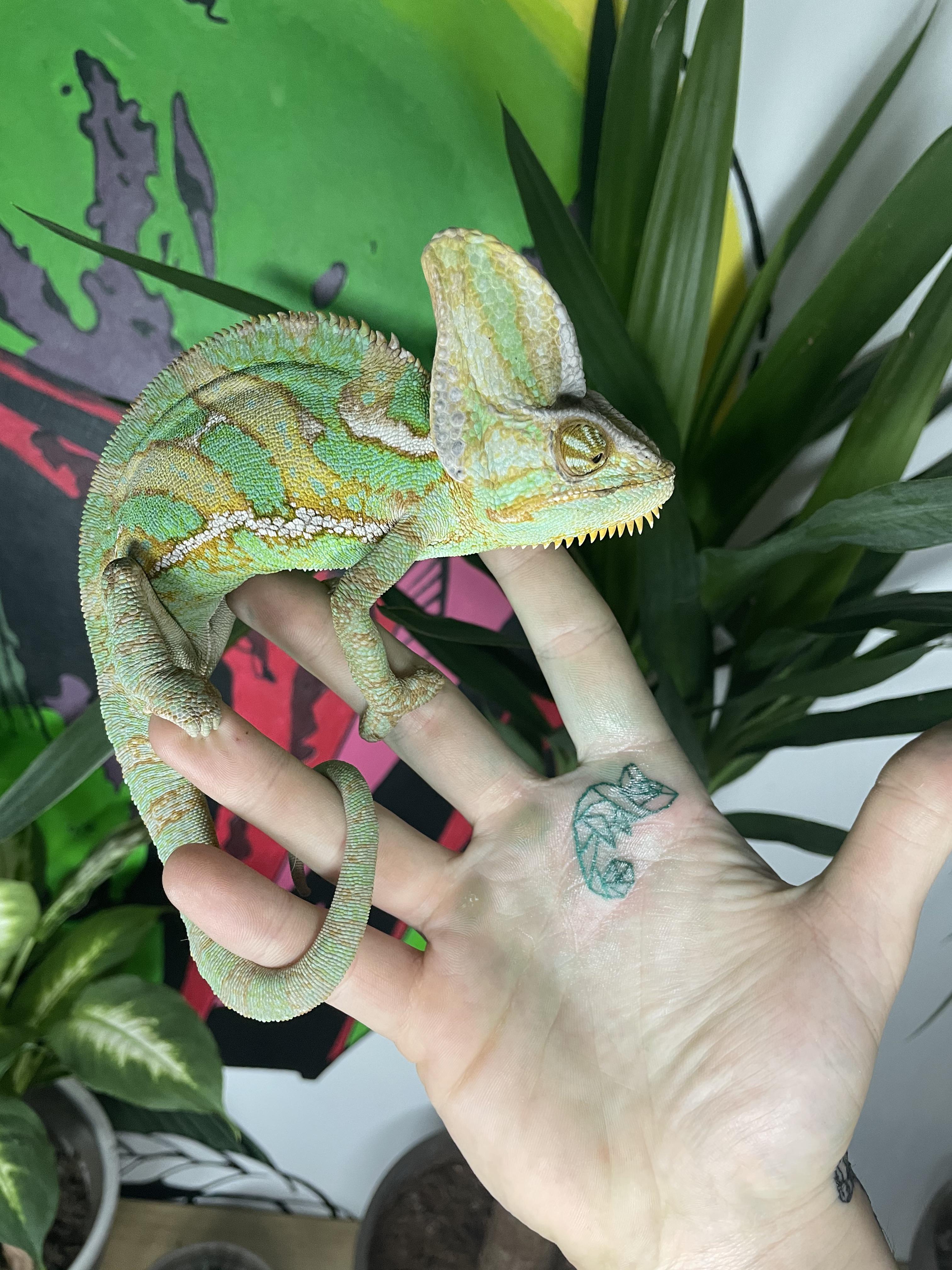 Done a origami stick n poke of Bleu | Scrolller