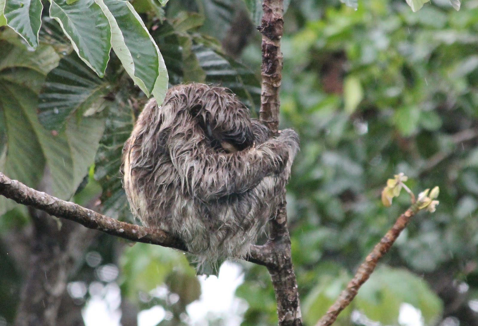 don't be sad, sloth | Scrolller