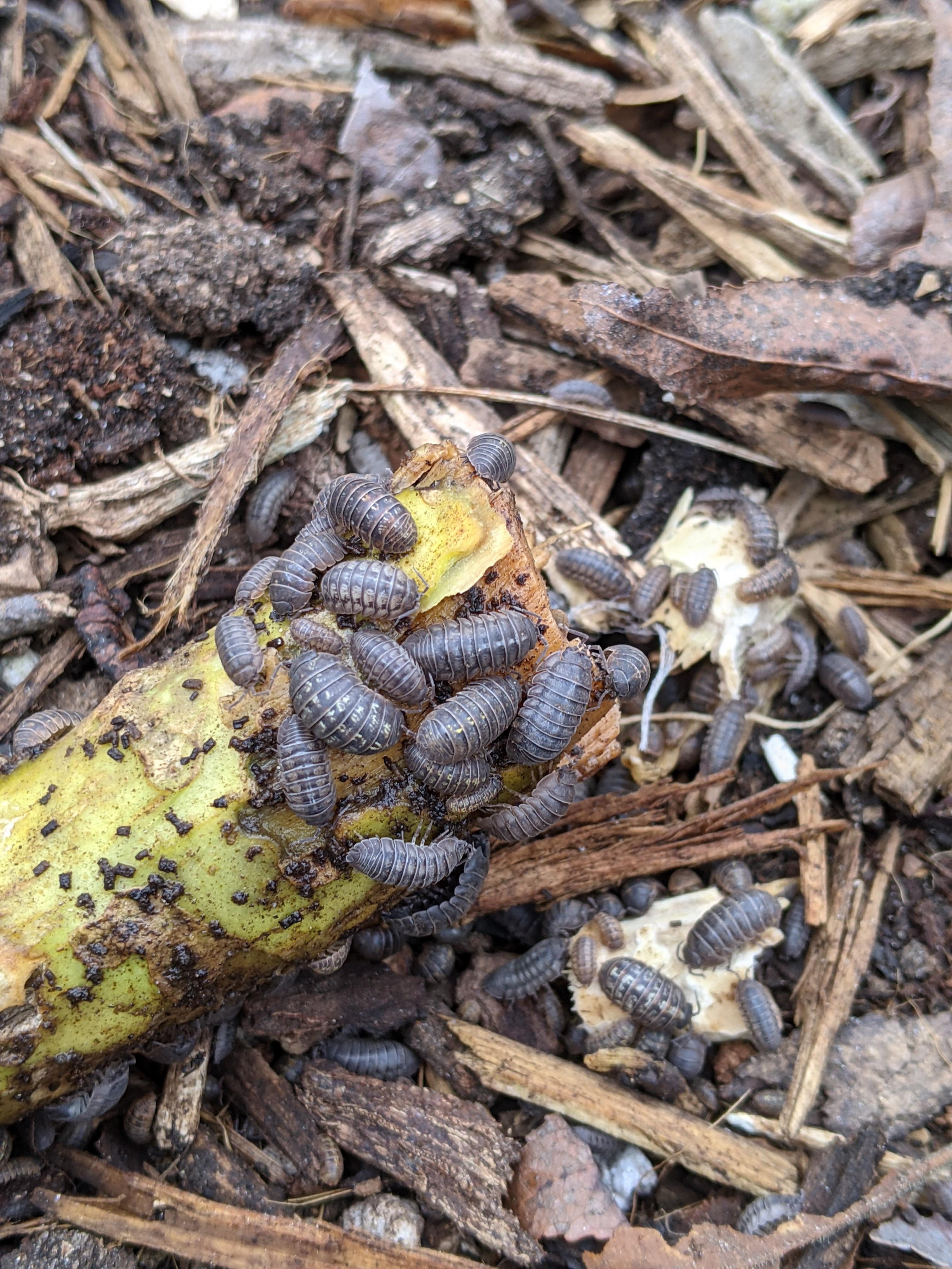 Some of our composting helpers | Scrolller