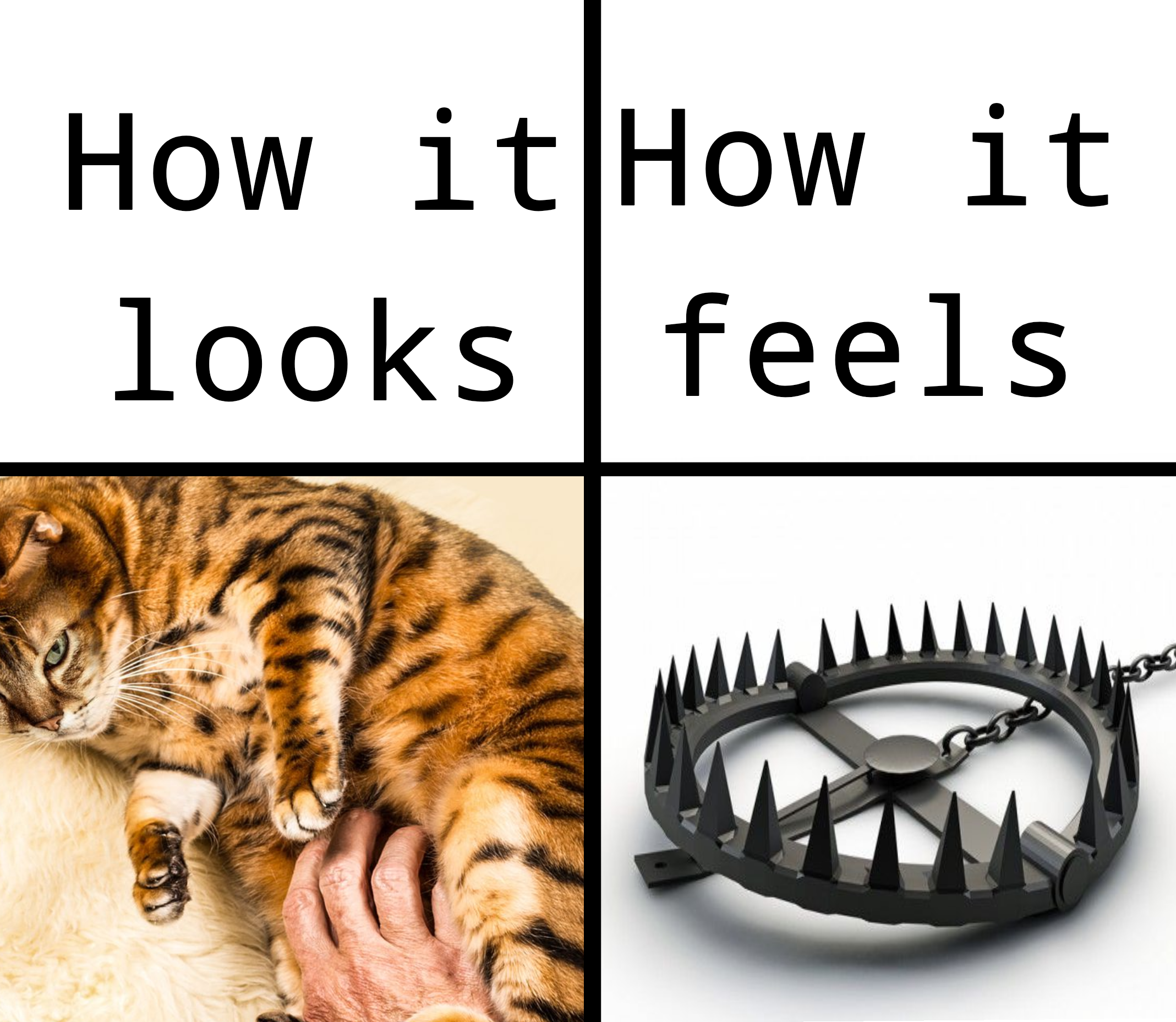 Don't trust cats man. | Scrolller