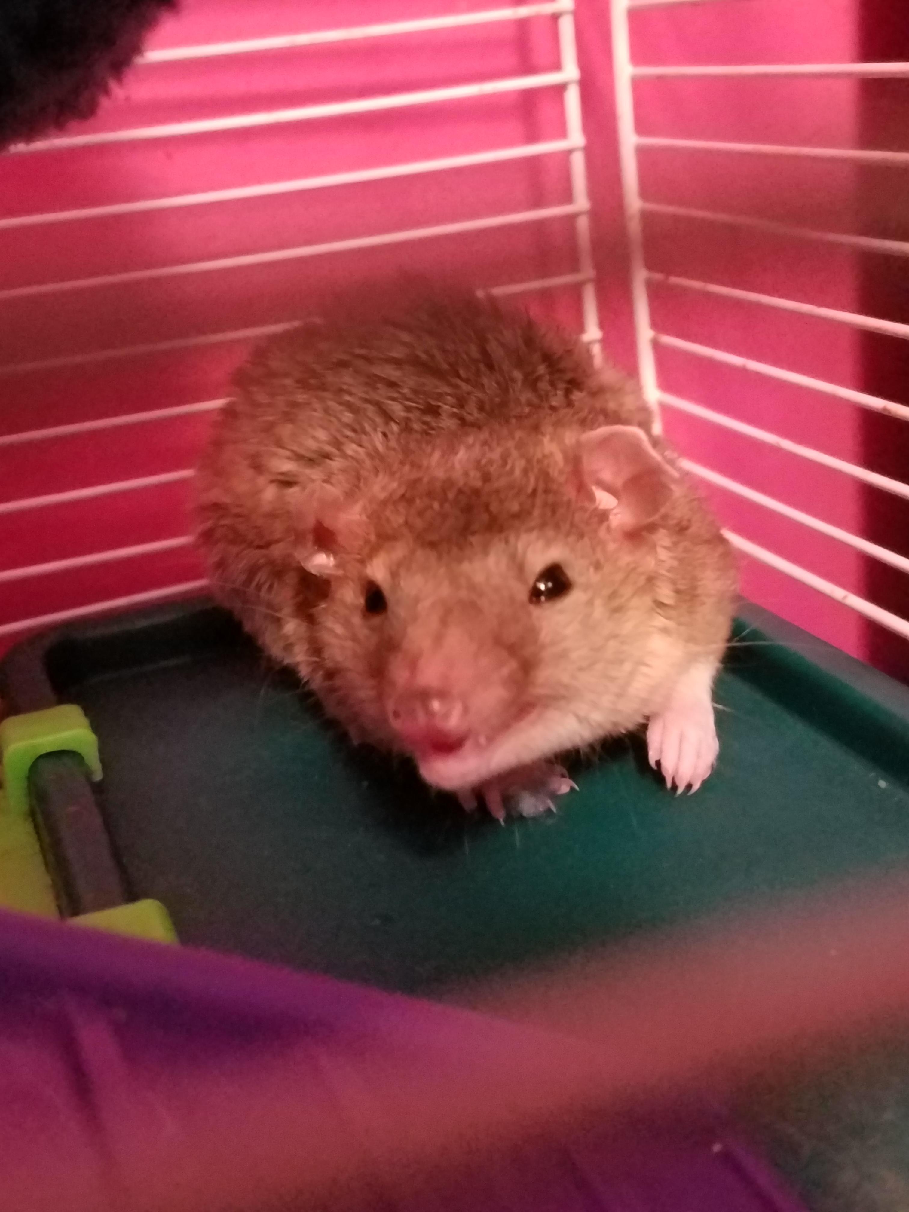 Don't wake me up human | Scrolller