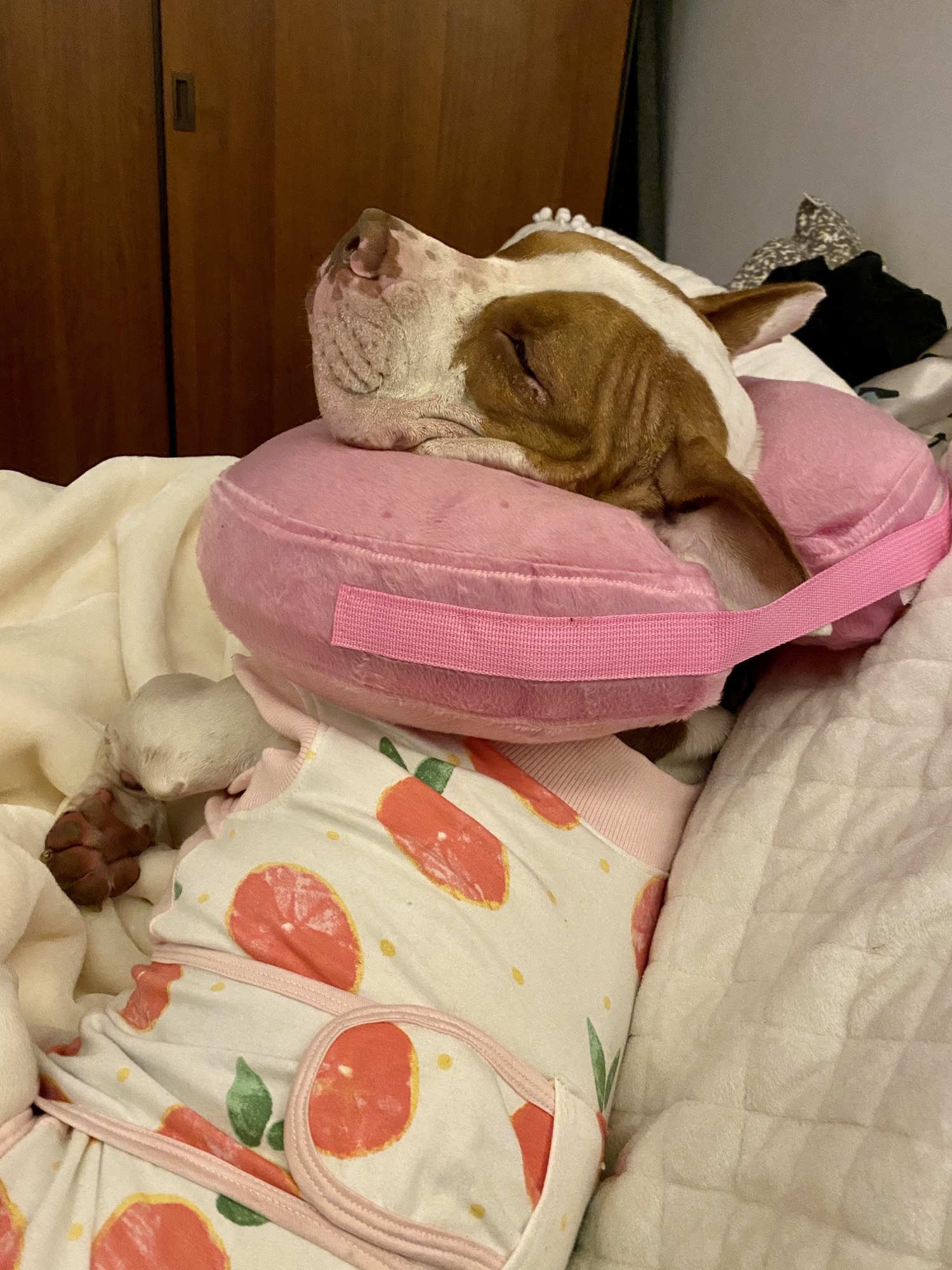 Donut of Shame Squish | Scrolller