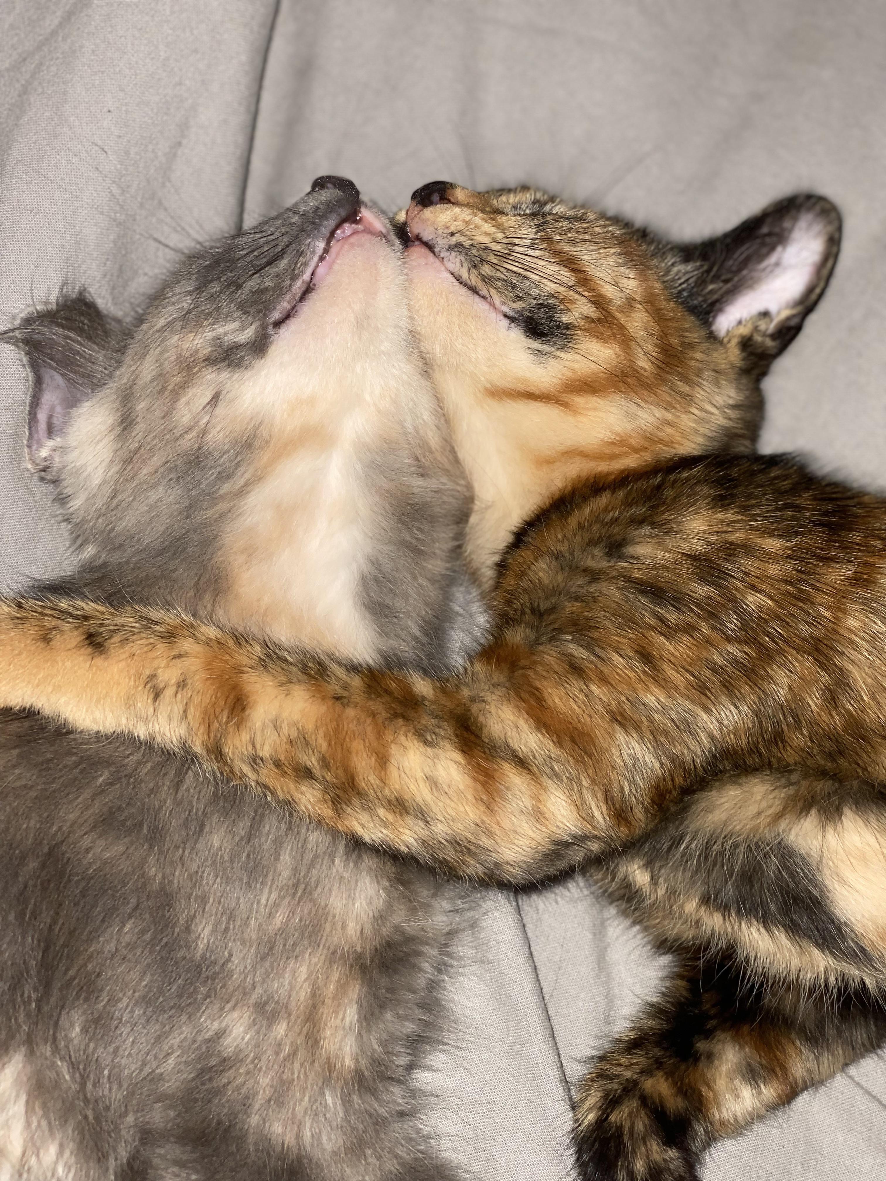 Double cutie cuddlers | Scrolller