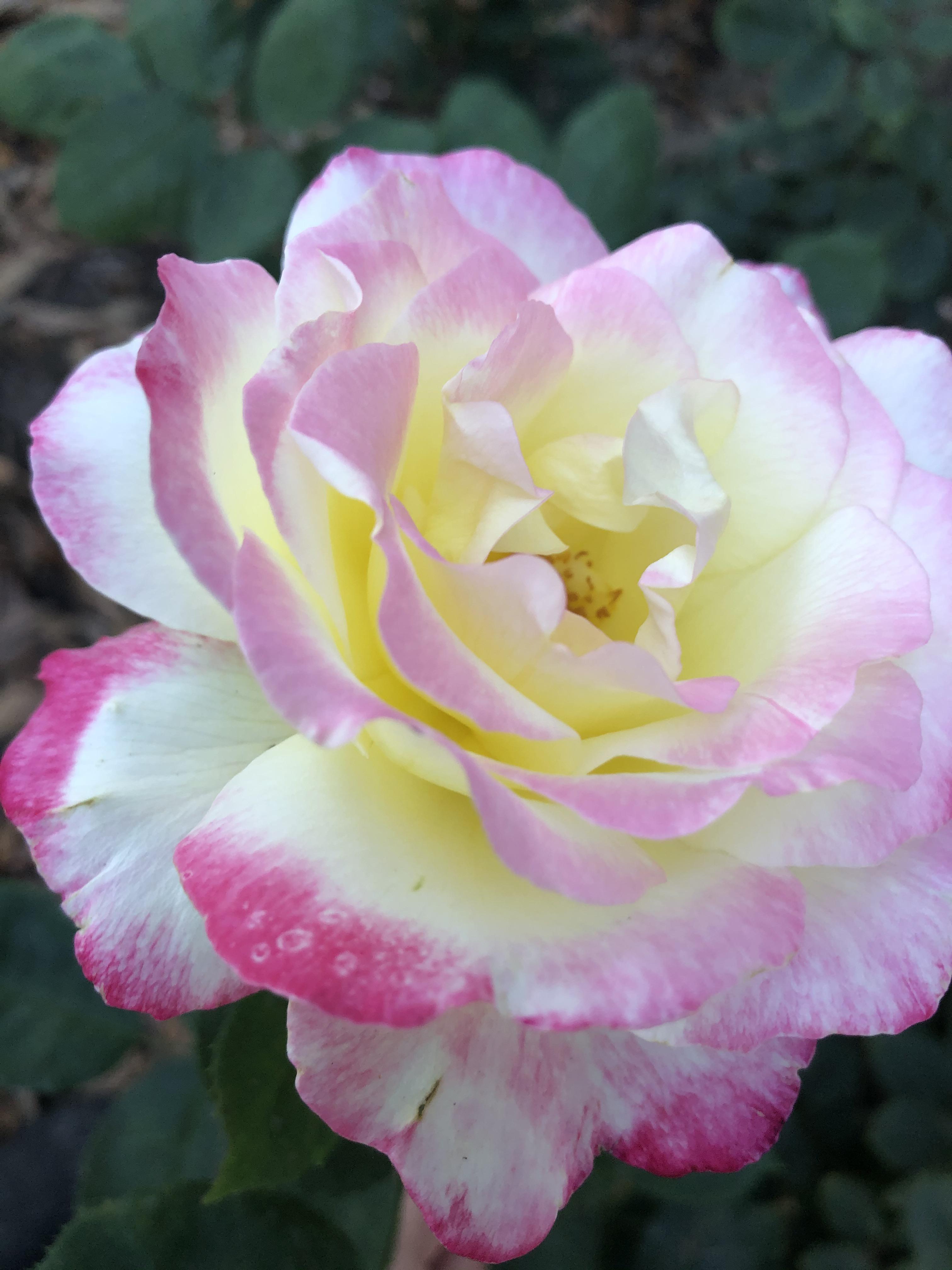 Double Delight Bloom | Scrolller