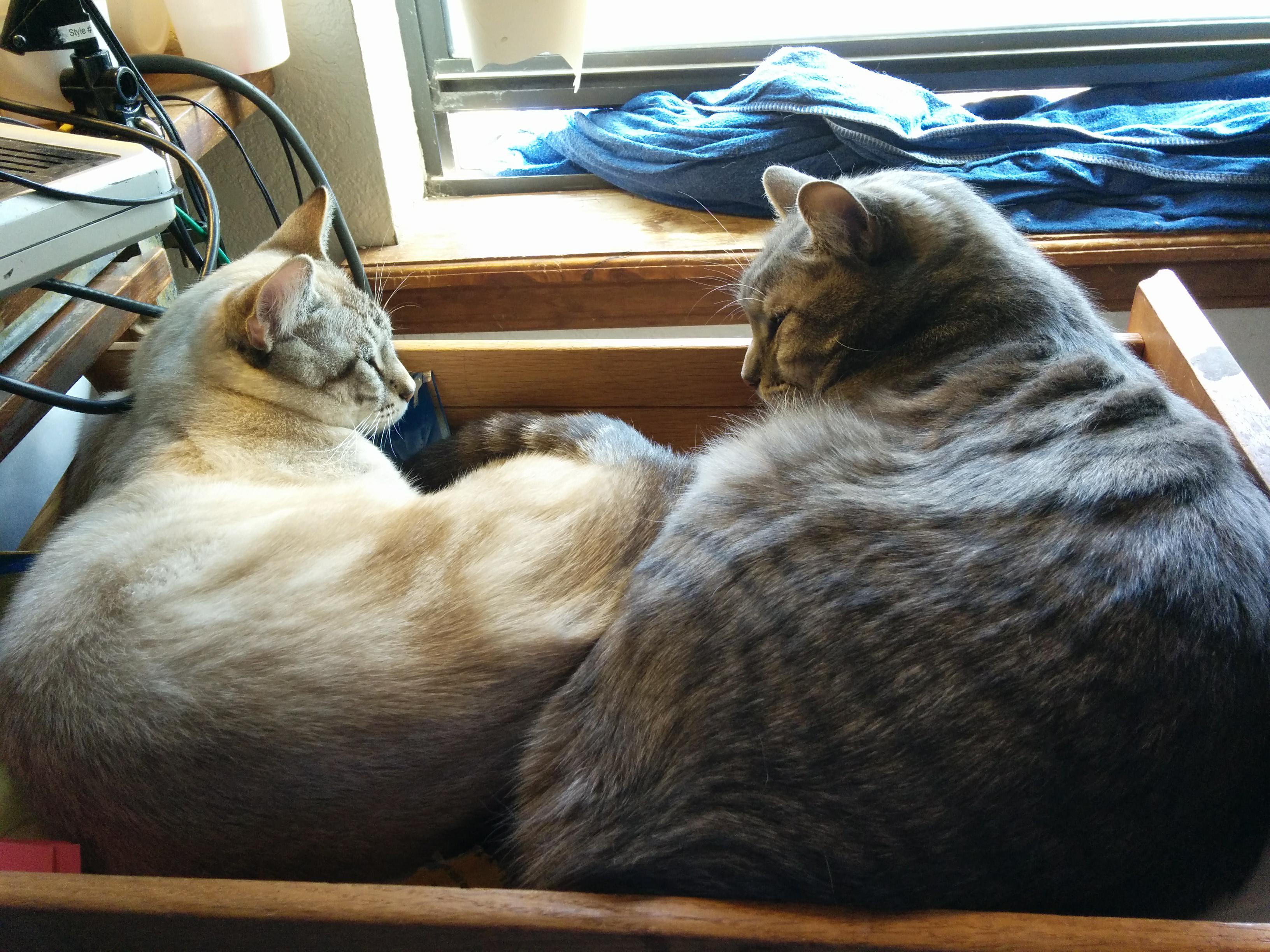 Double drawer trap! | Scrolller