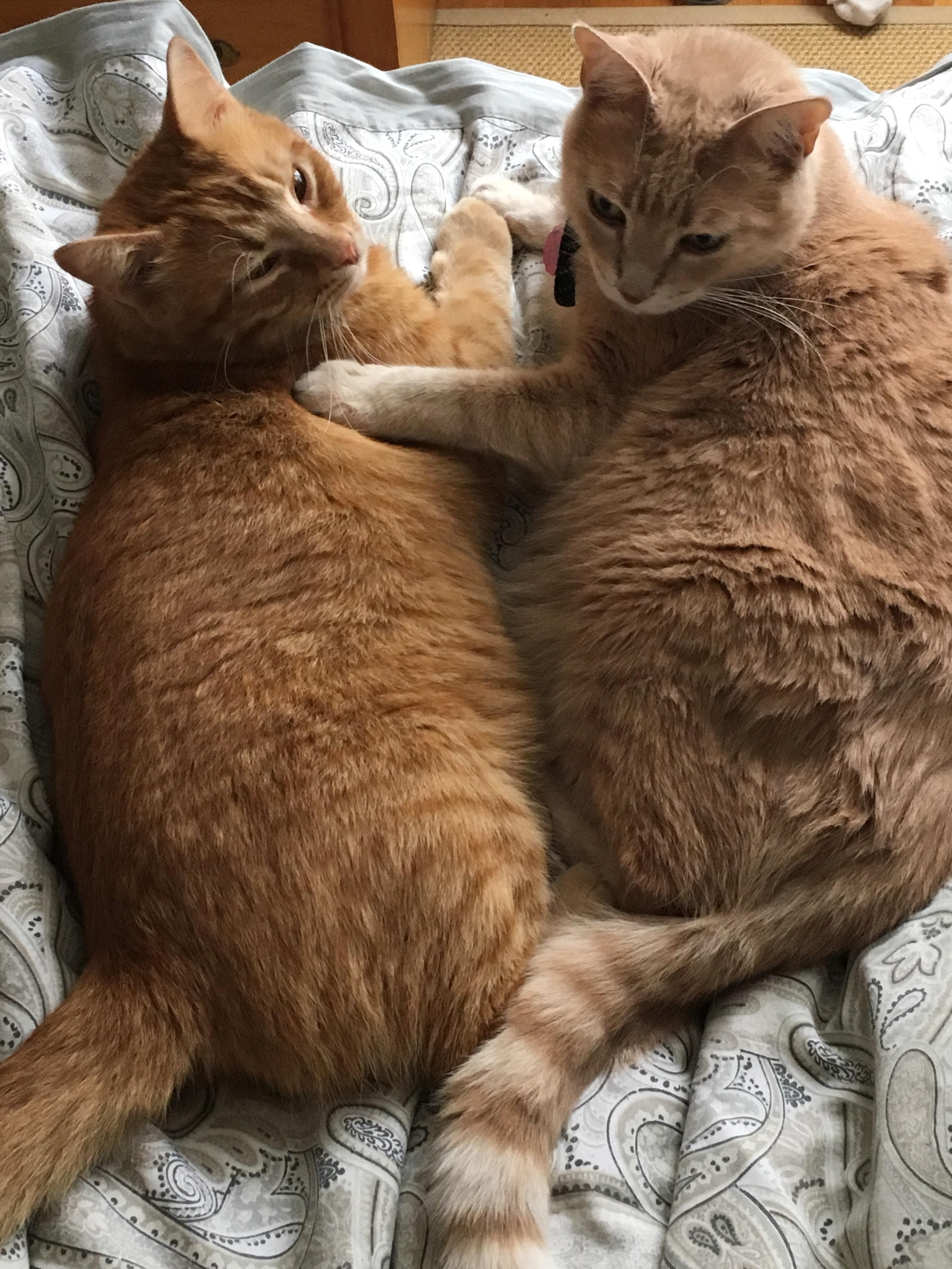 Double Trouble | Scrolller