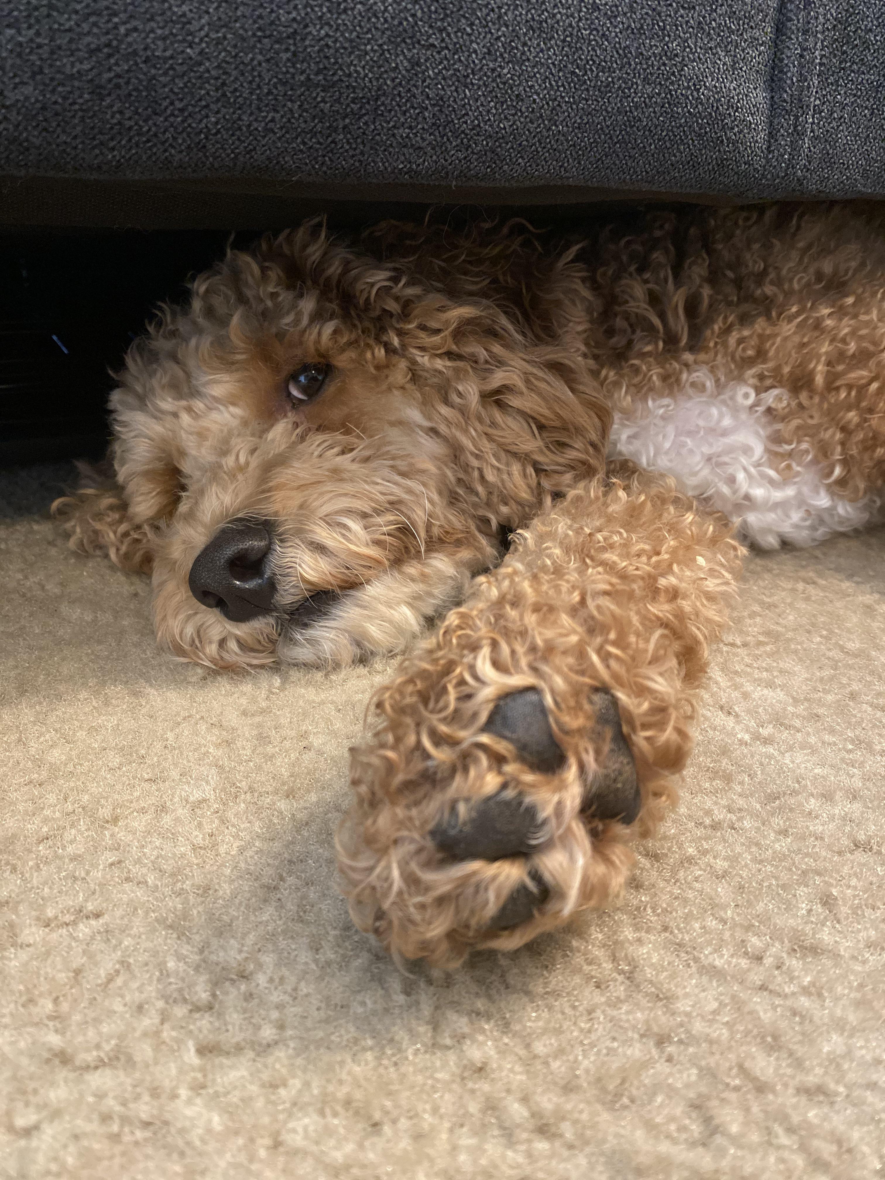 Doug under his couch | Scrolller