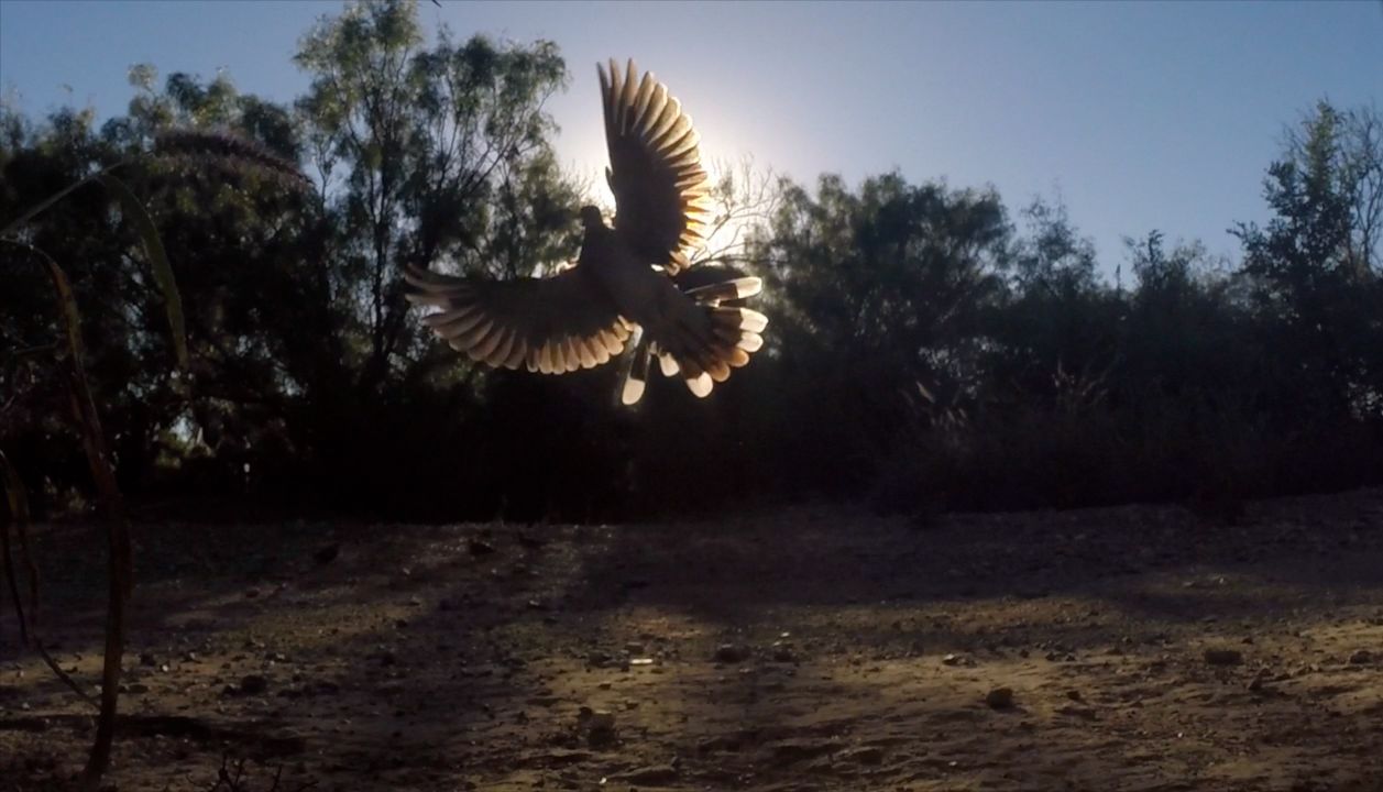 Dove Eclipse | Scrolller