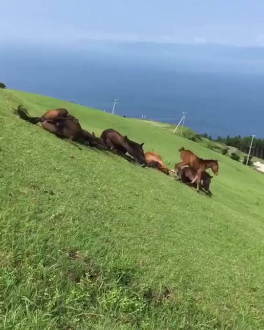 Downhill racing | Scrolller