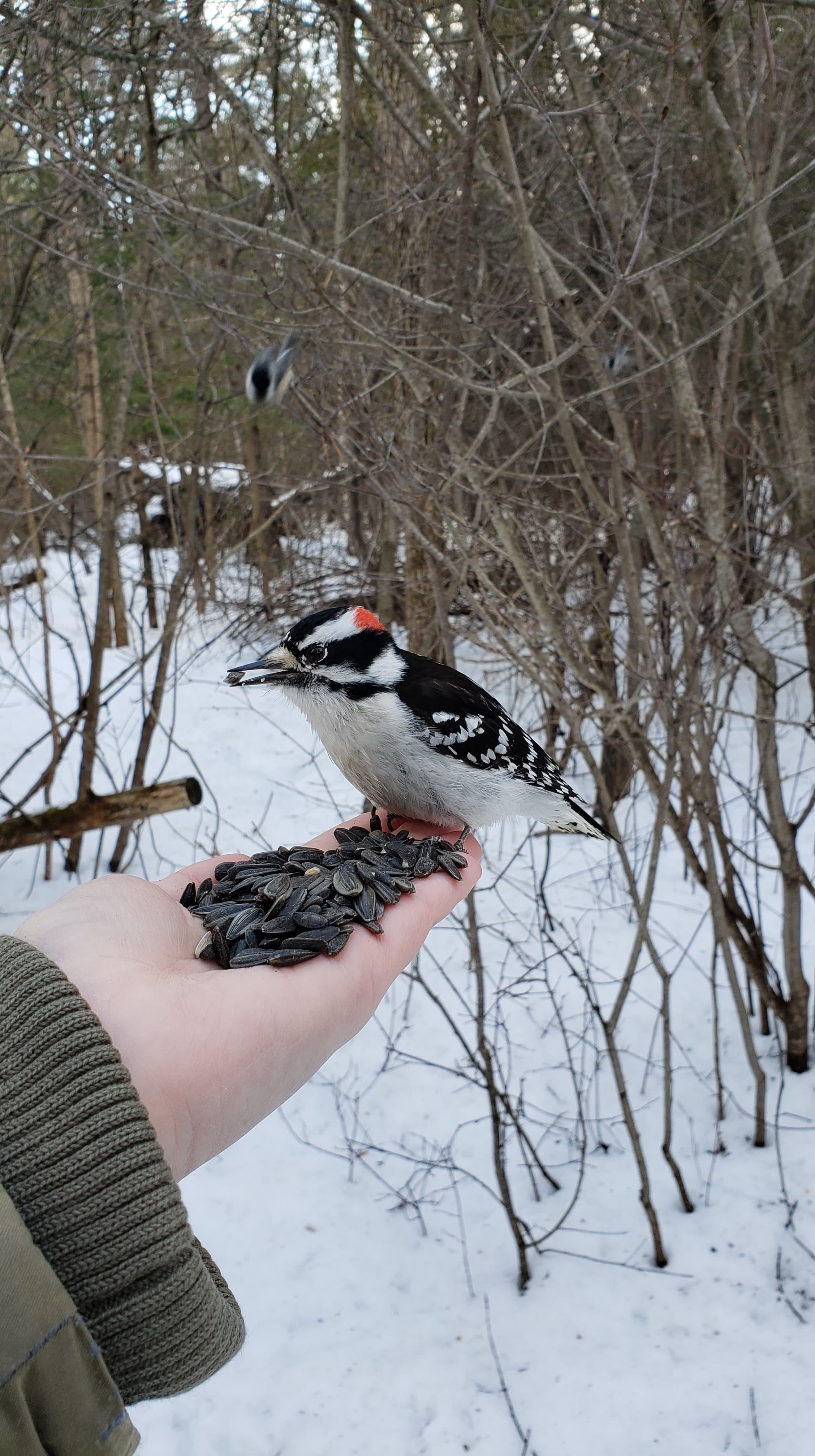 Downy Woodpecker landed on my hand while I was feeding chickadees! | Scrolller