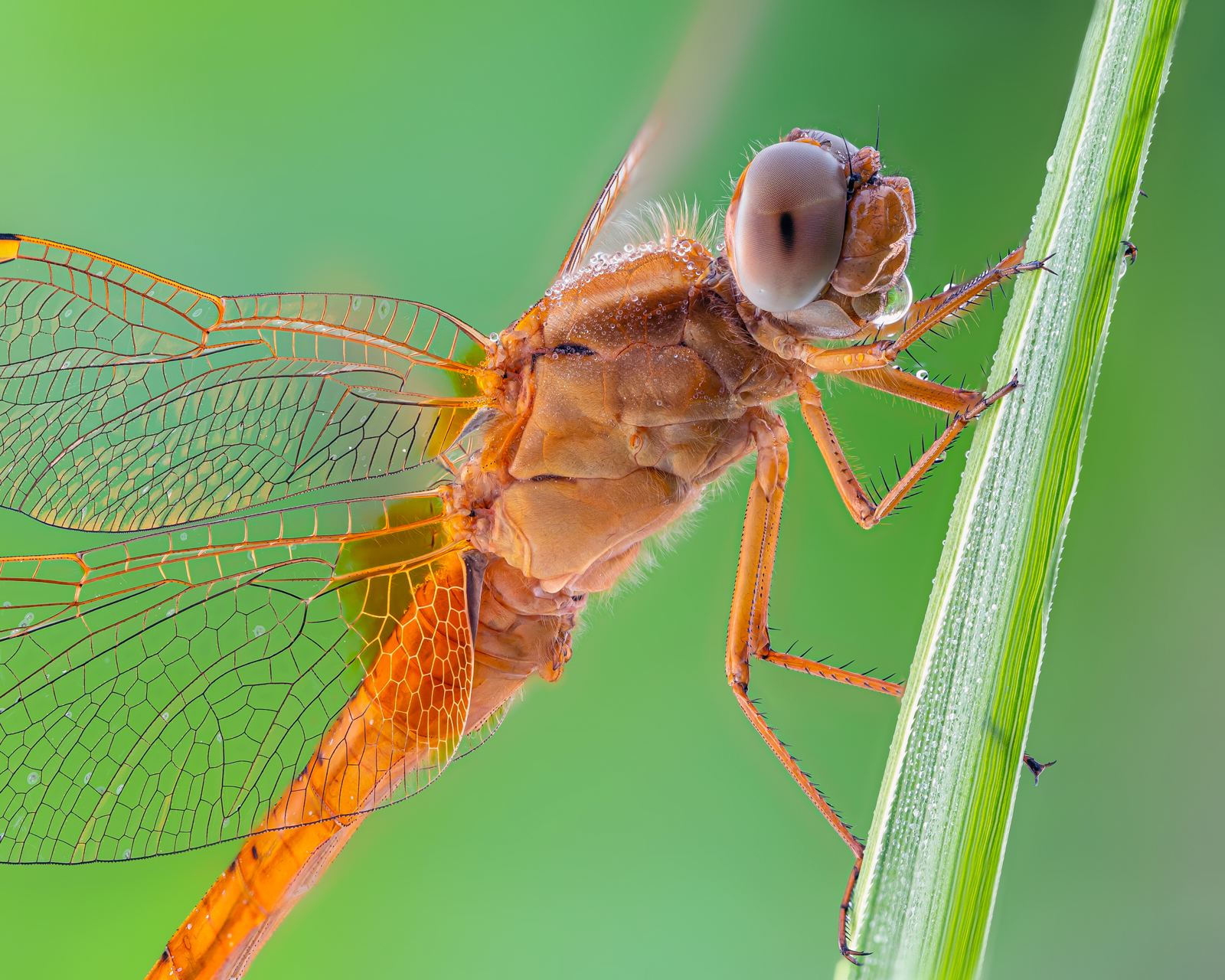 Dragonfly | Scrolller