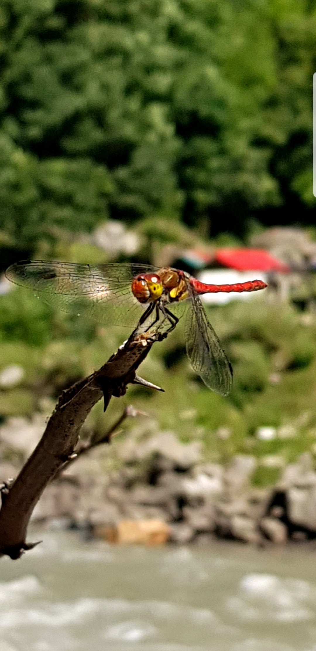 Dragonfly.. | Scrolller