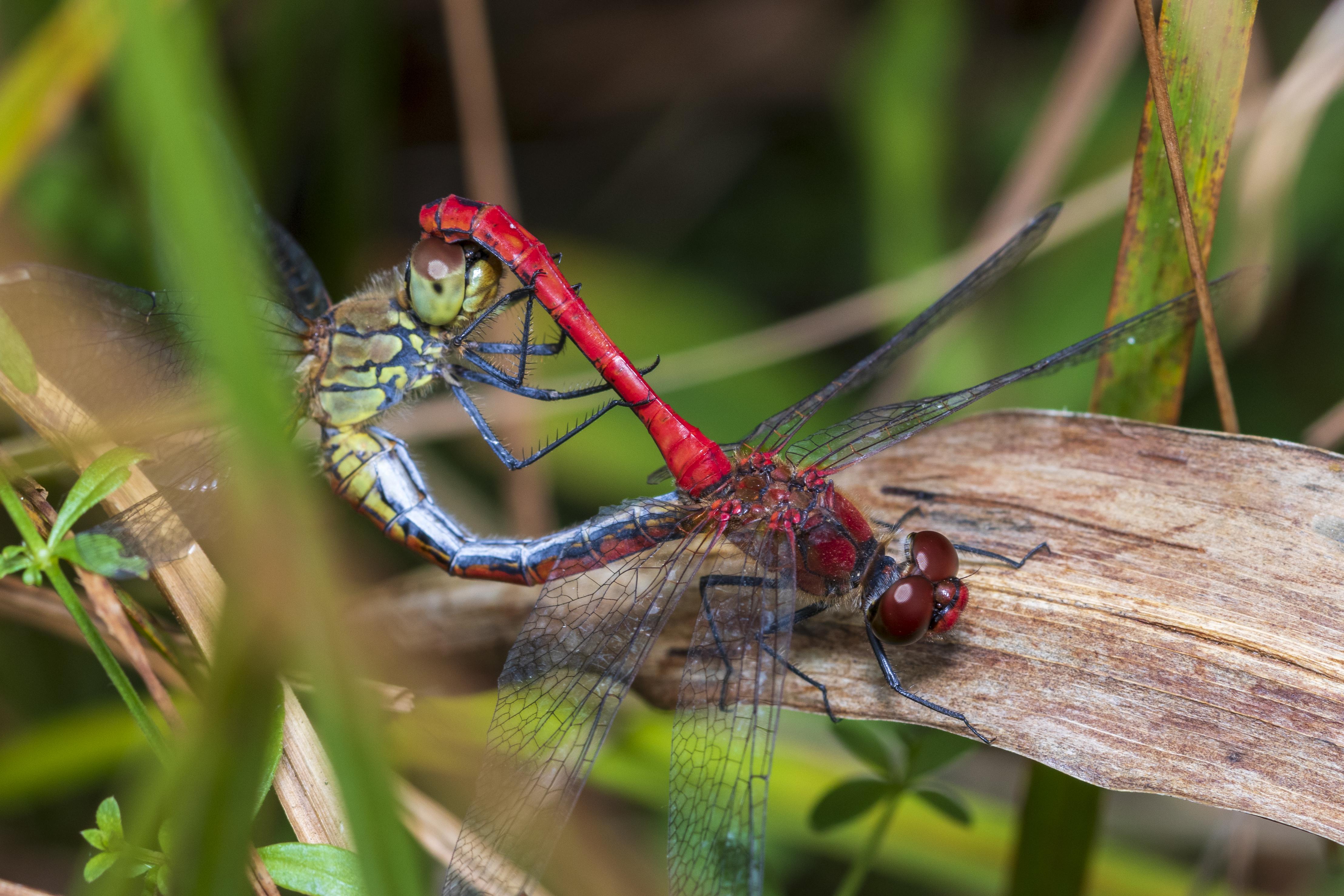 Dragonflys mating | Scrolller