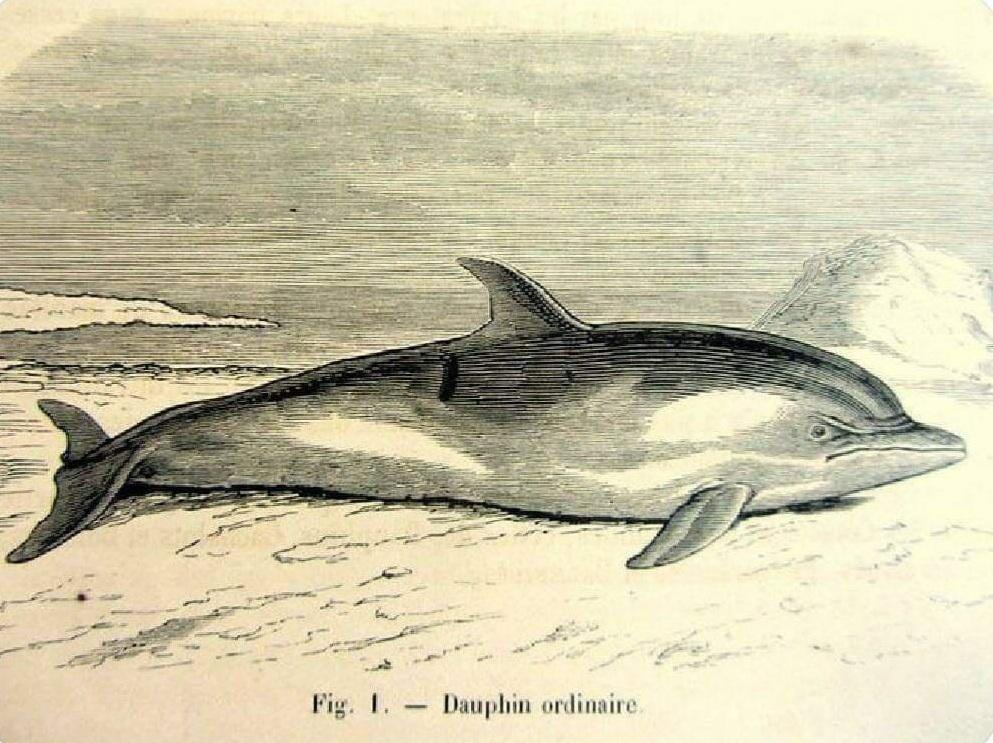 Drawing of an angry dolphin | Scrolller