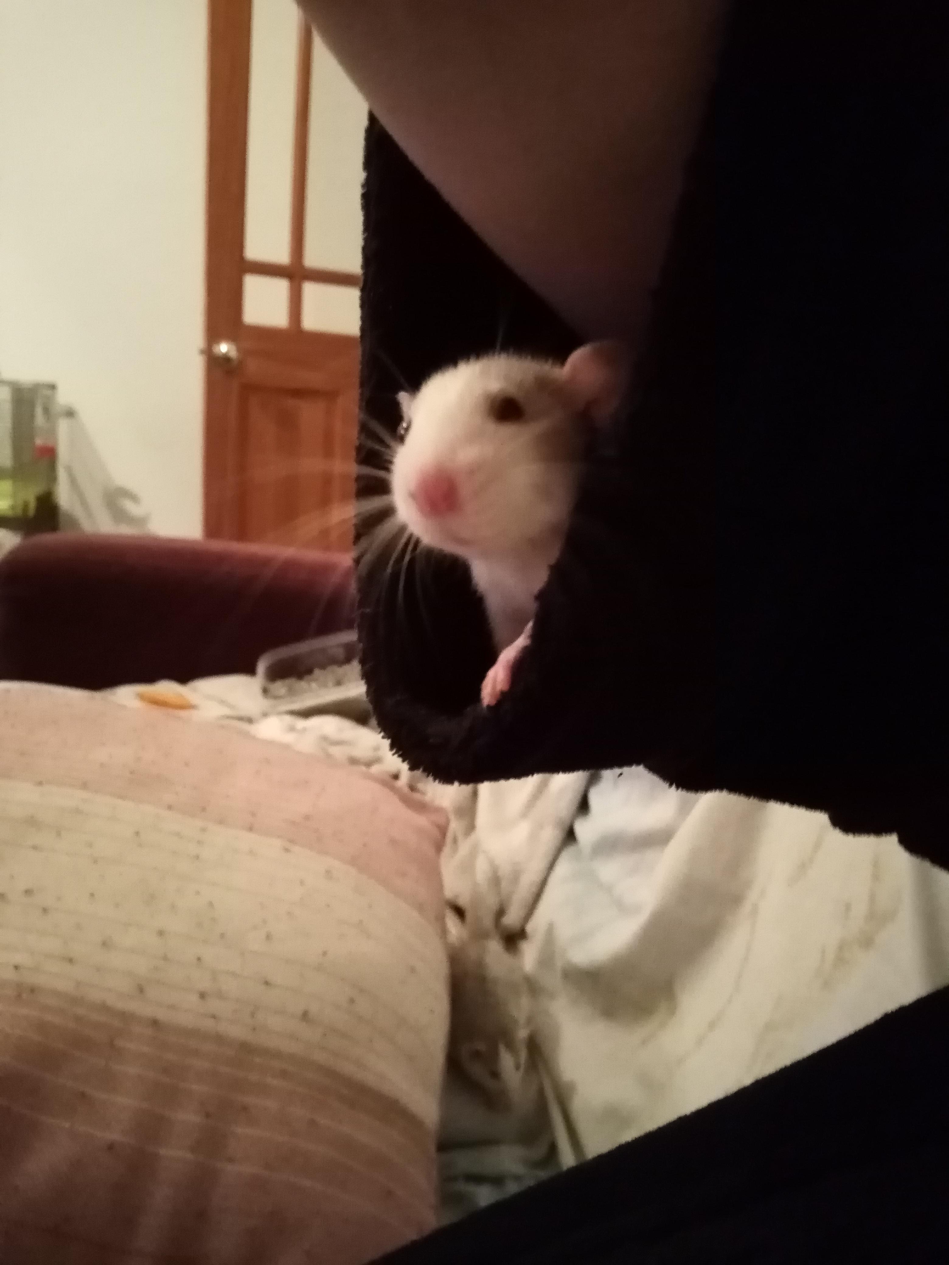 Dressing gowns are great for rats... and big sleeves! | Scrolller