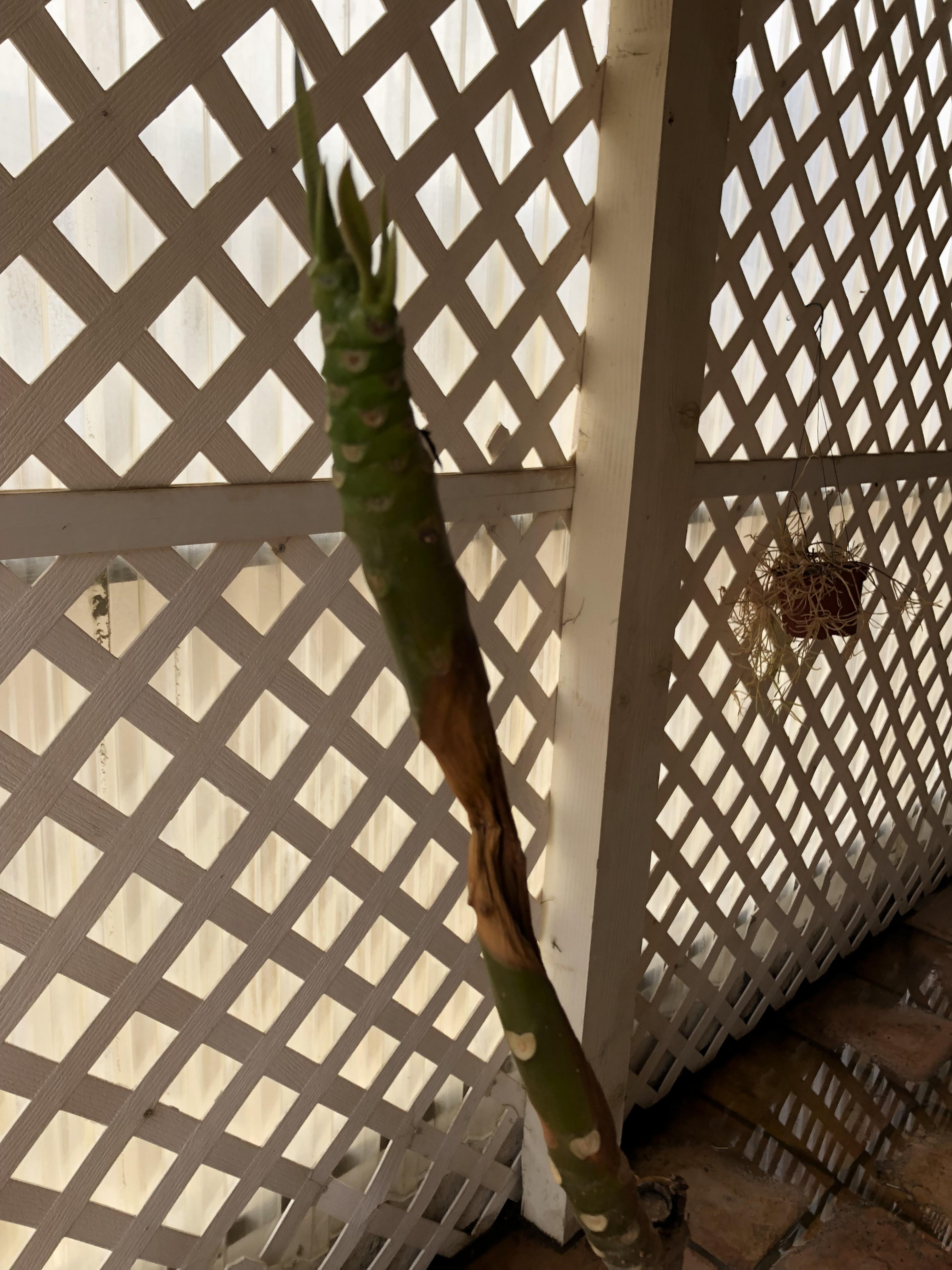 Dried Out Plumeria | Scrolller