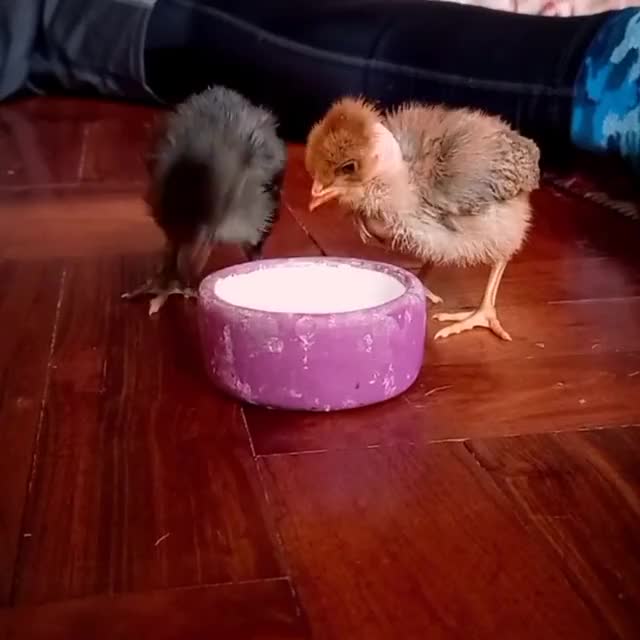 Drinking birds | Scrolller