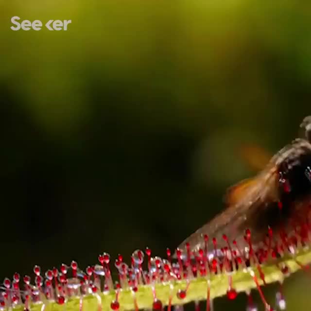 Drosera capensis | Scrolller