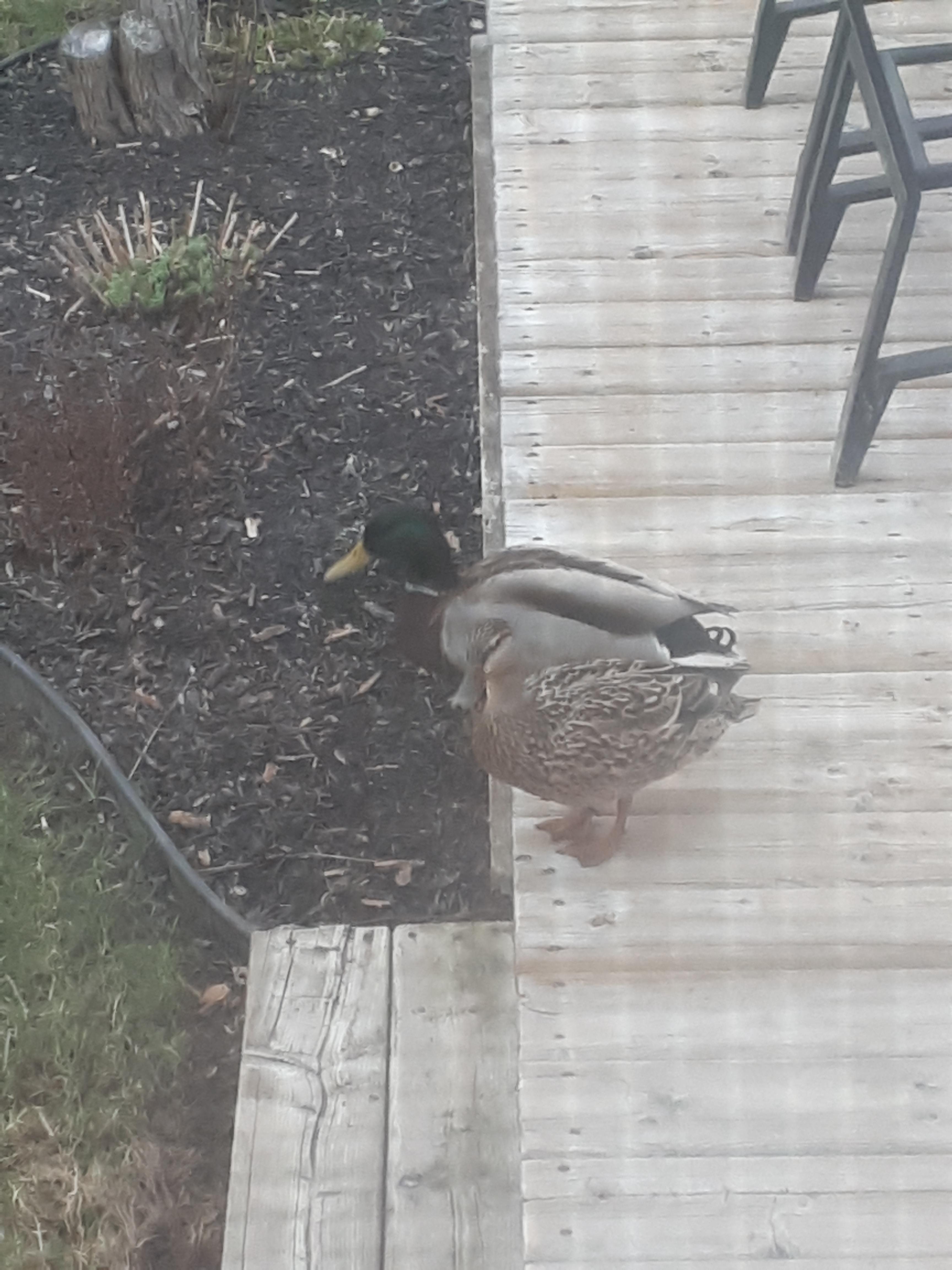 Duck couple | Scrolller