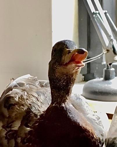 Duck pog | Scrolller