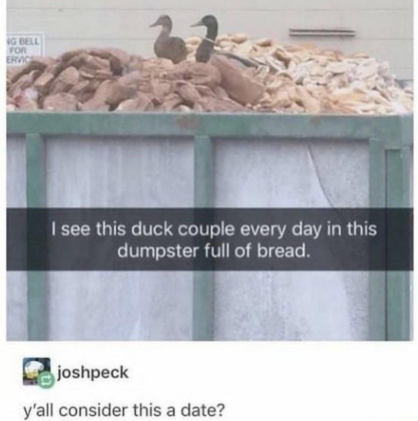 Duck rule | Scrolller