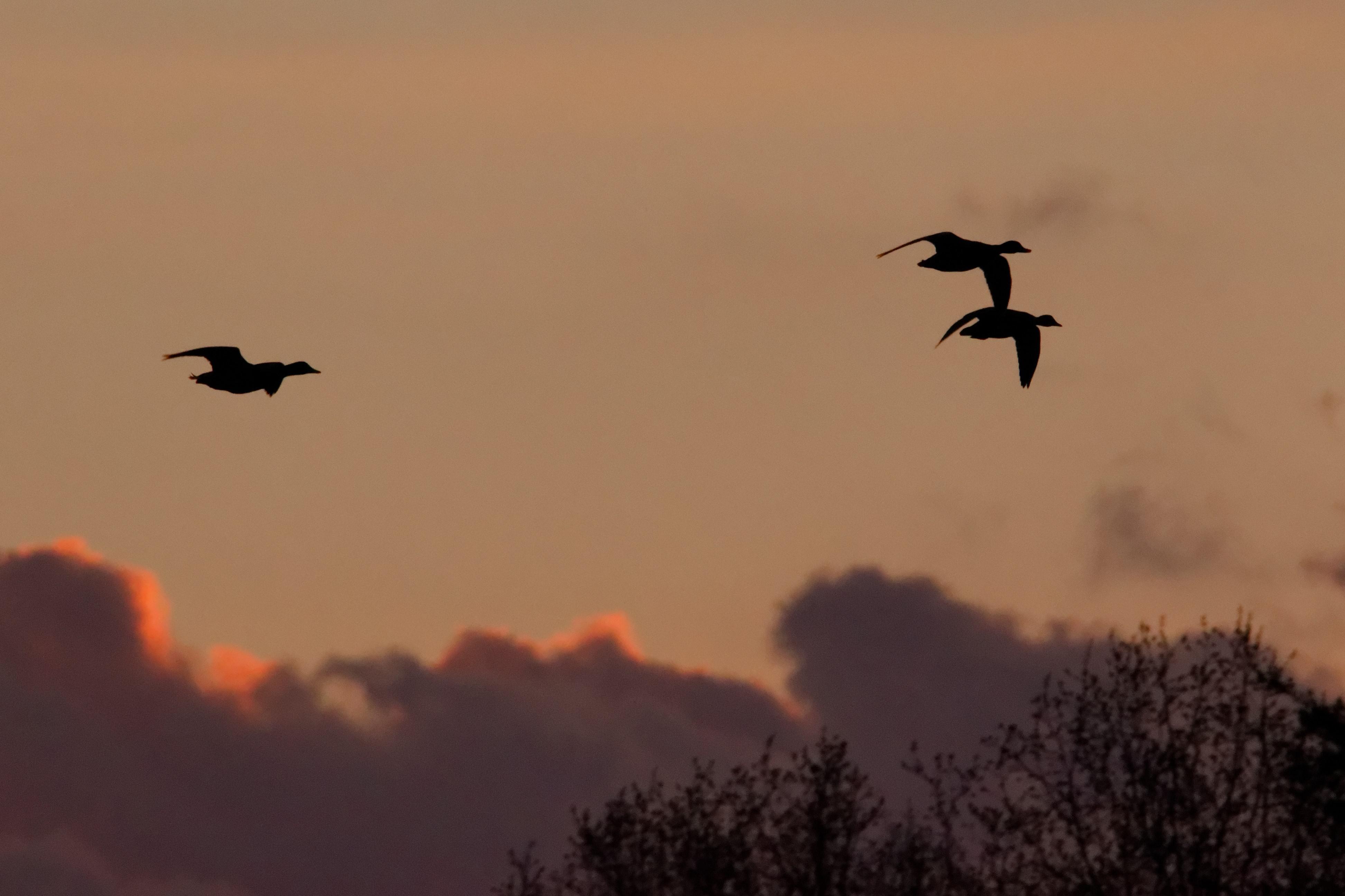 Ducks [3890x2593][OC] | Scrolller