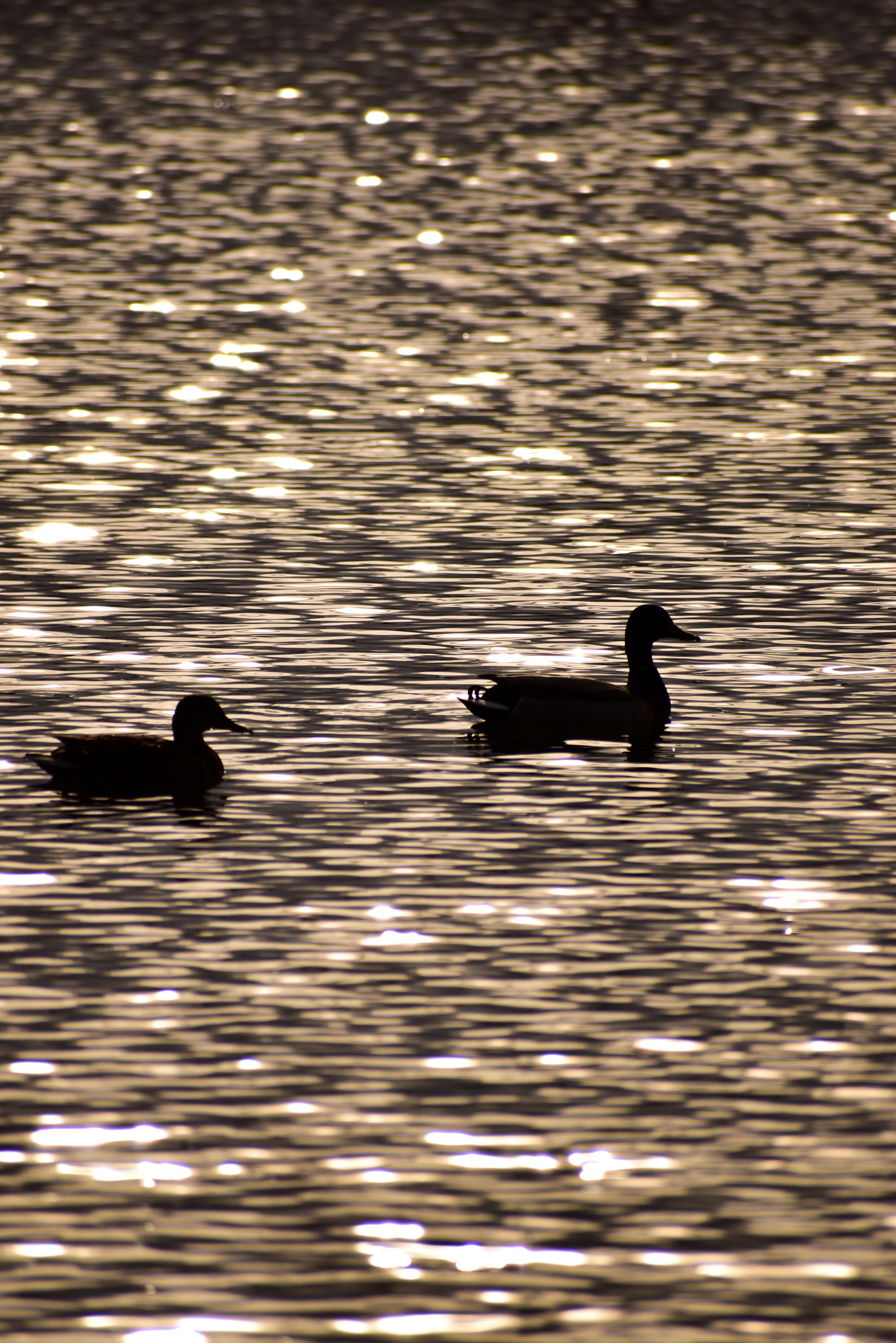 Ducks in a pond during the sunset [OC] [3000x4496] | Scrolller