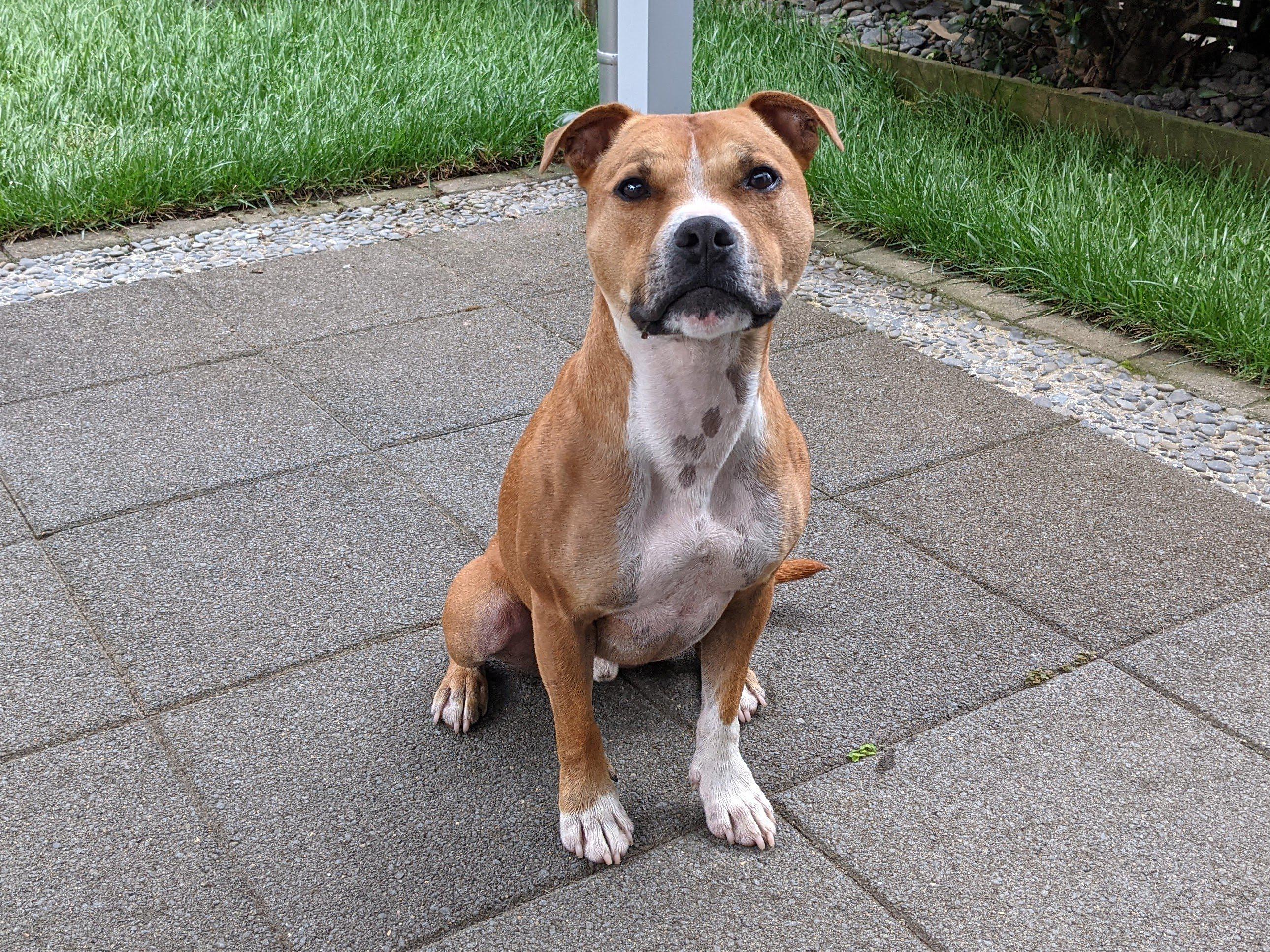 Dusty looking handsome? | Scrolller