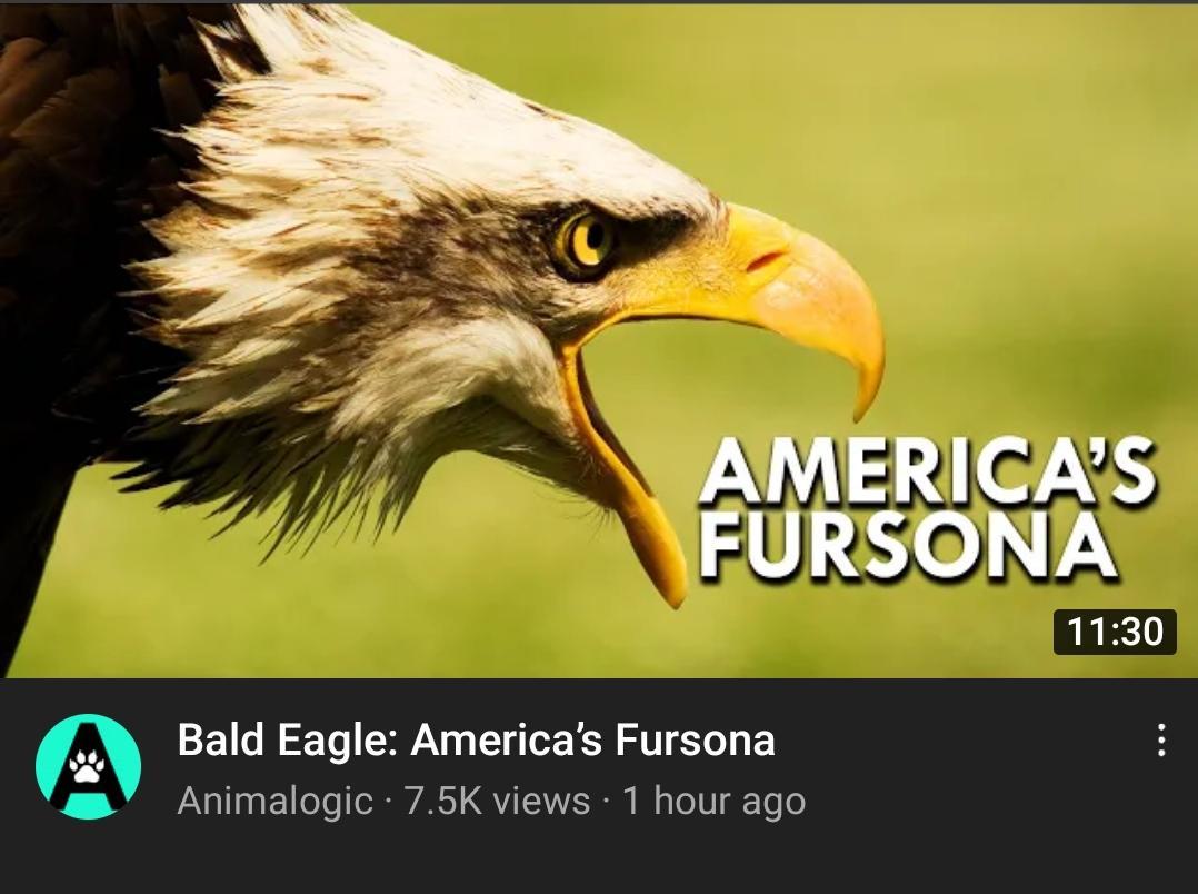 Eagle_irl | Scrolller