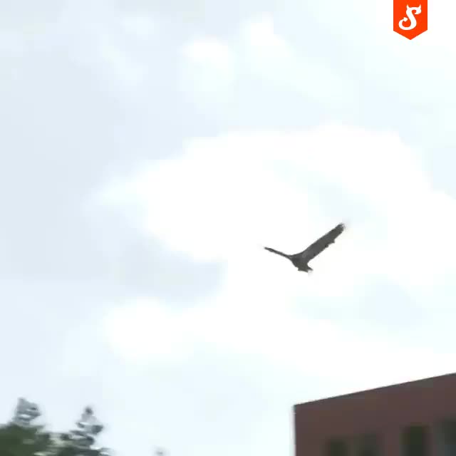 Eagle is having none of that drone | Scrolller