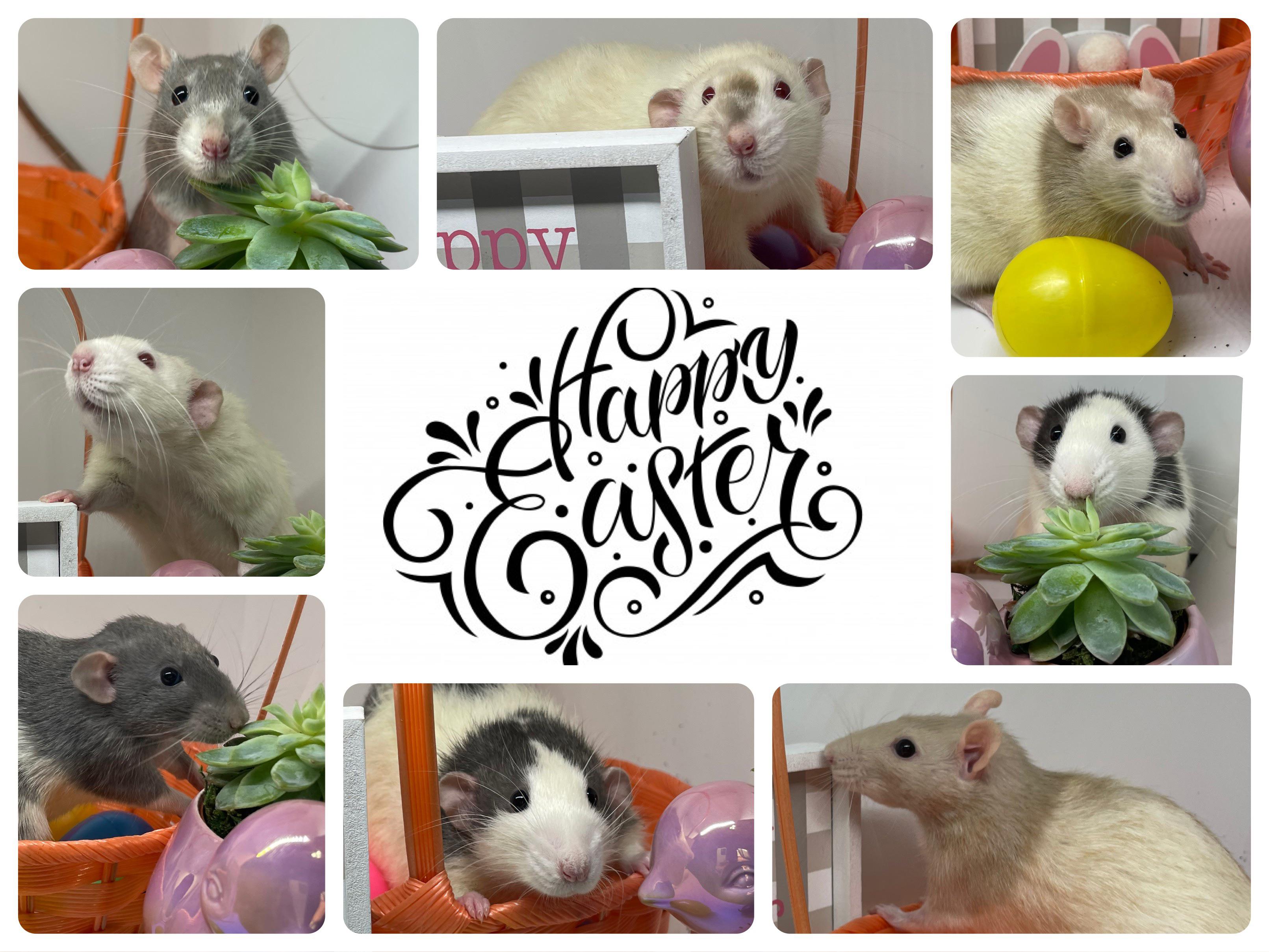 Easter photo shoot! | Scrolller