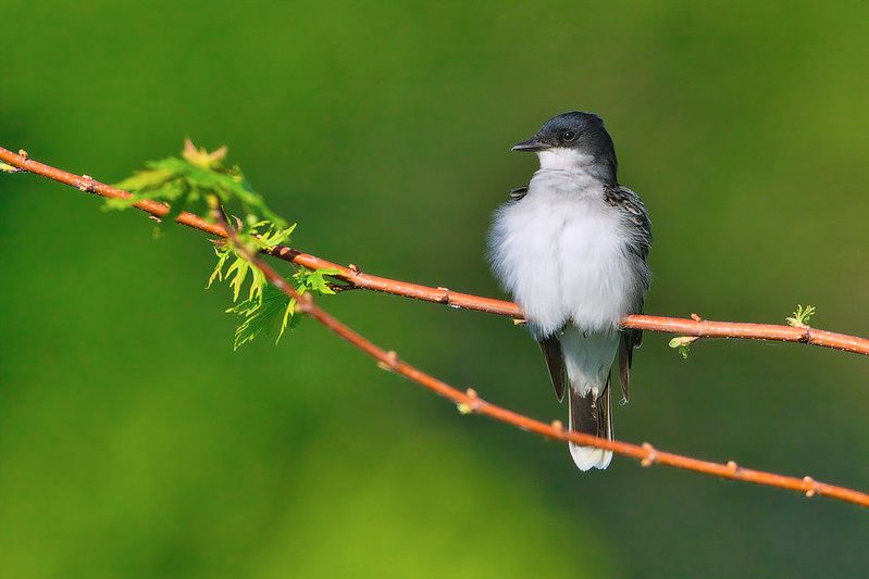 Eastern Kingborb | Scrolller