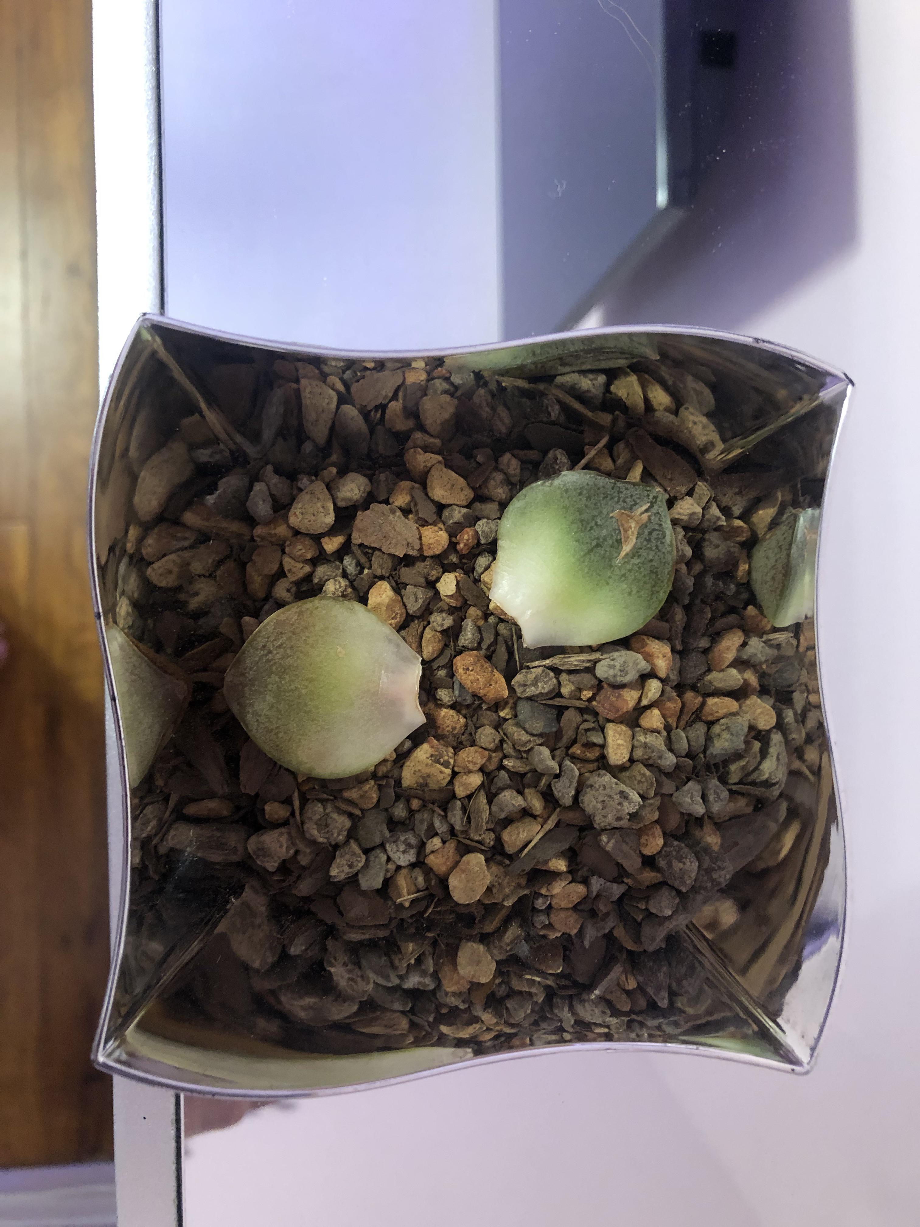 ECHEVERIA DIONYSOS PROP | Scrolller