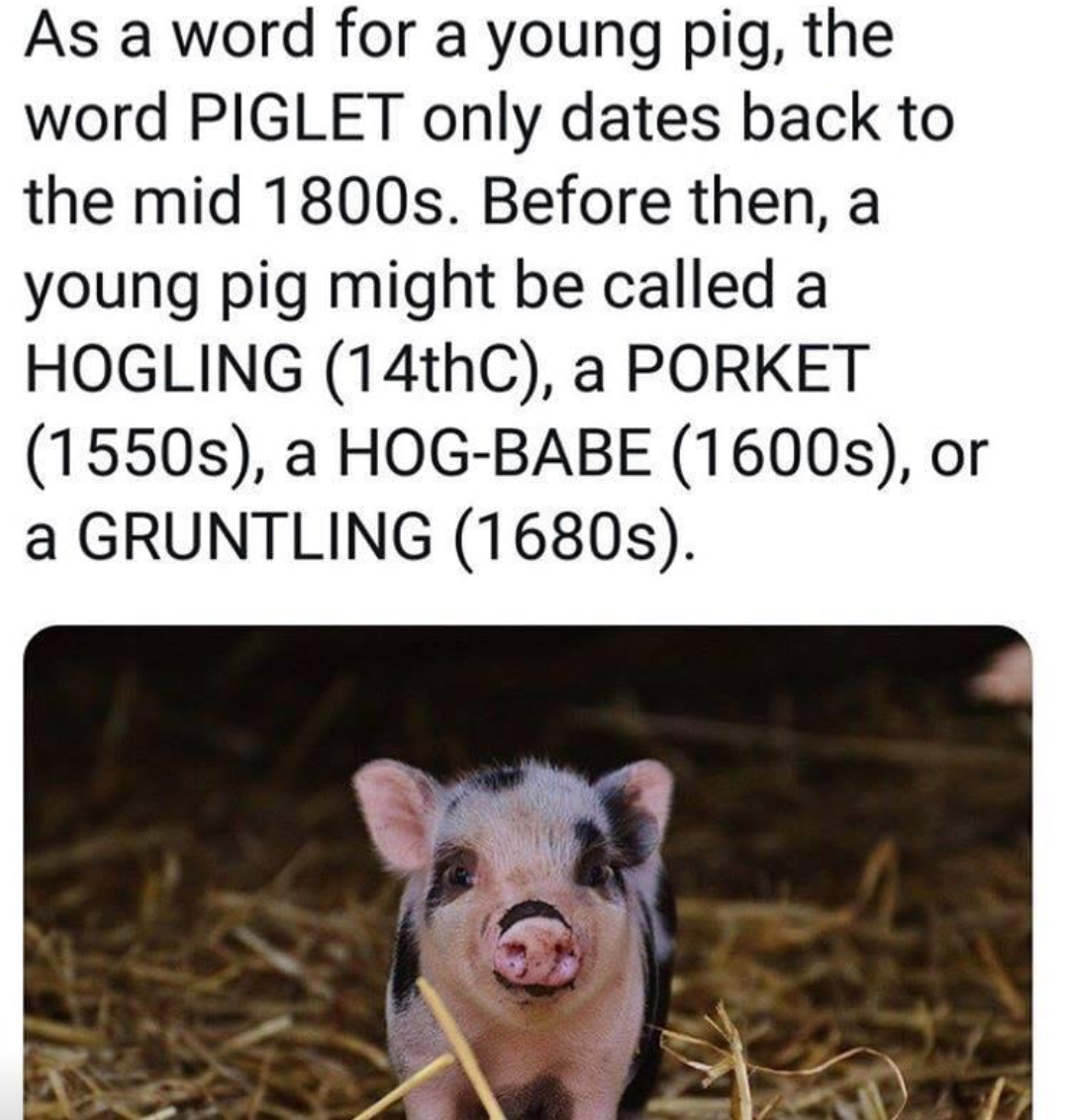 Educational hog | Scrolller